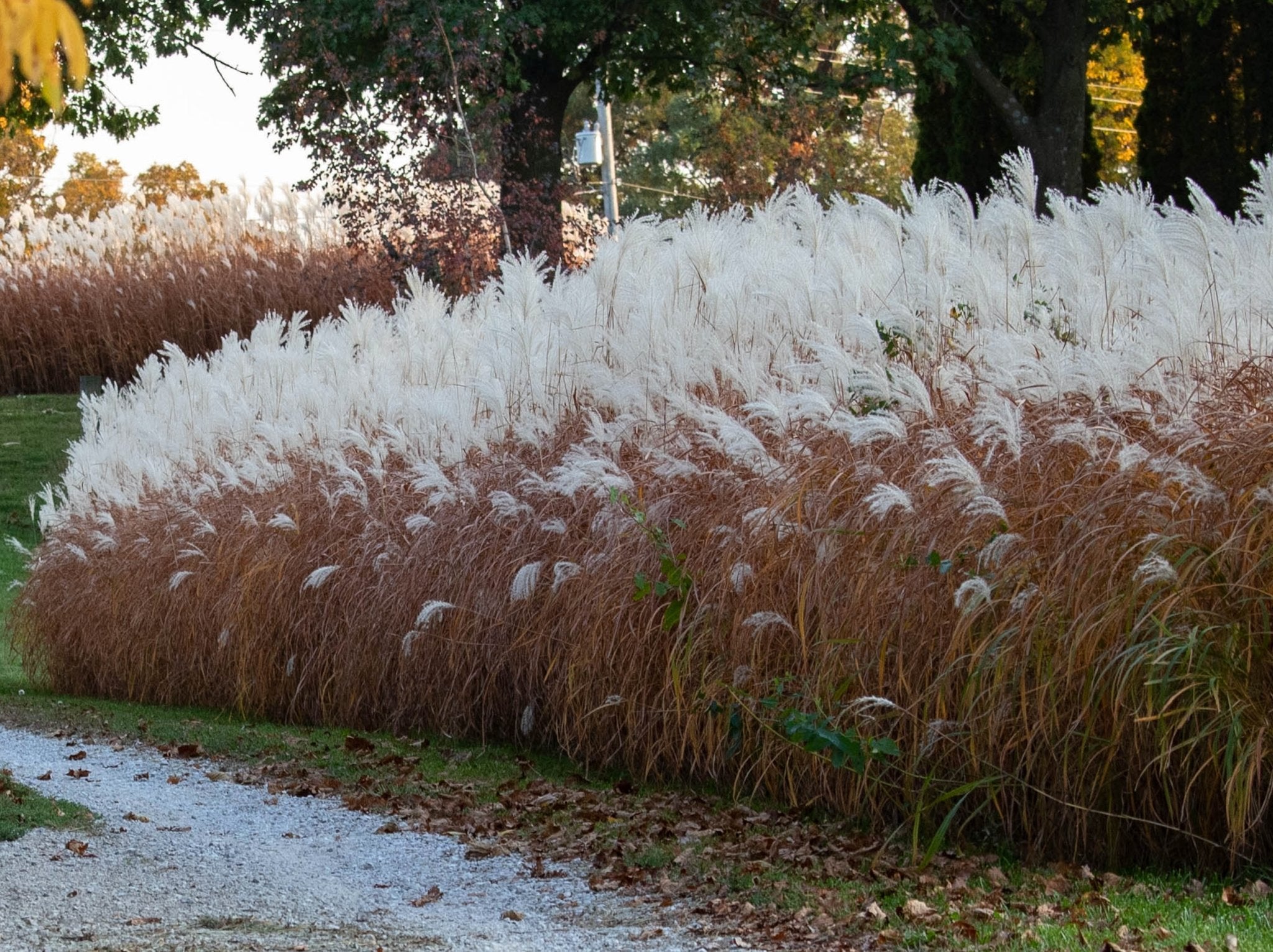 Miscanthus Purpurascens