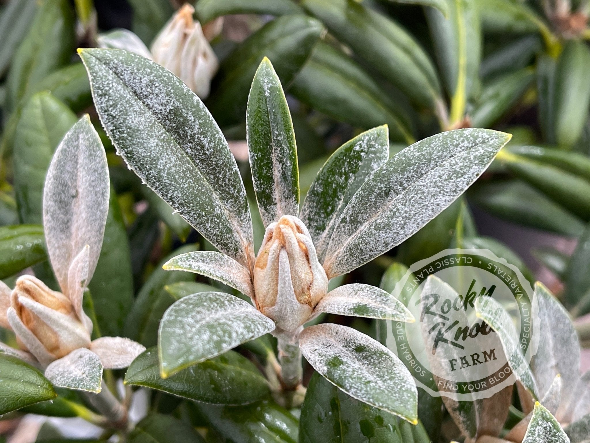 Indumentum is nature's beautiful defense – Rocky Knoll Farm