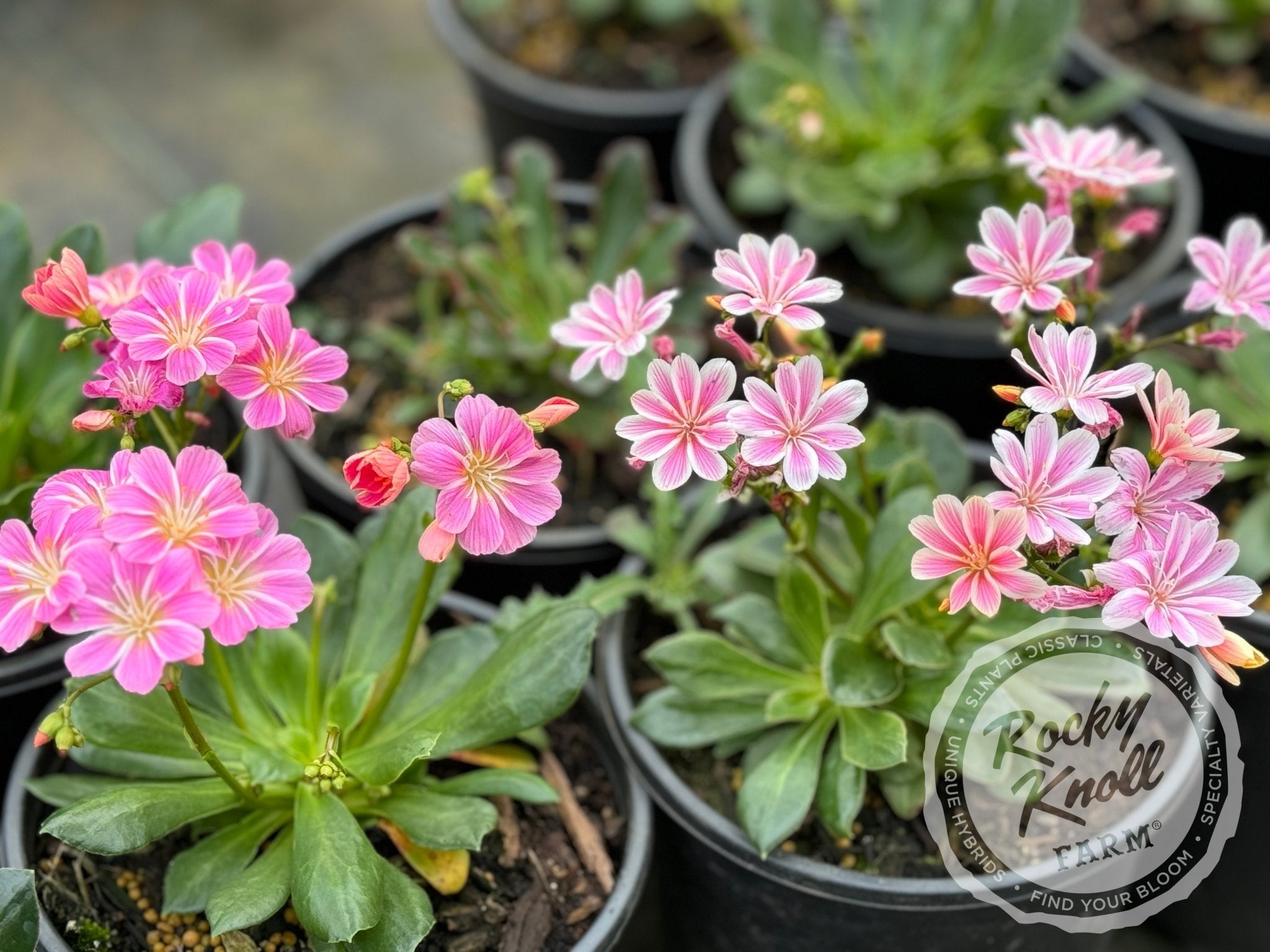 Lewisia cotyledon 'Rainbow Mix' - Rocky Knoll Farm