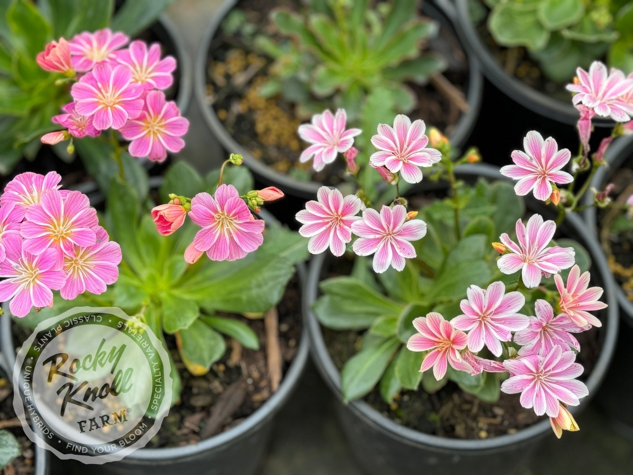 Lewisia cotyledon 'Rainbow Mix' - Rocky Knoll Farm