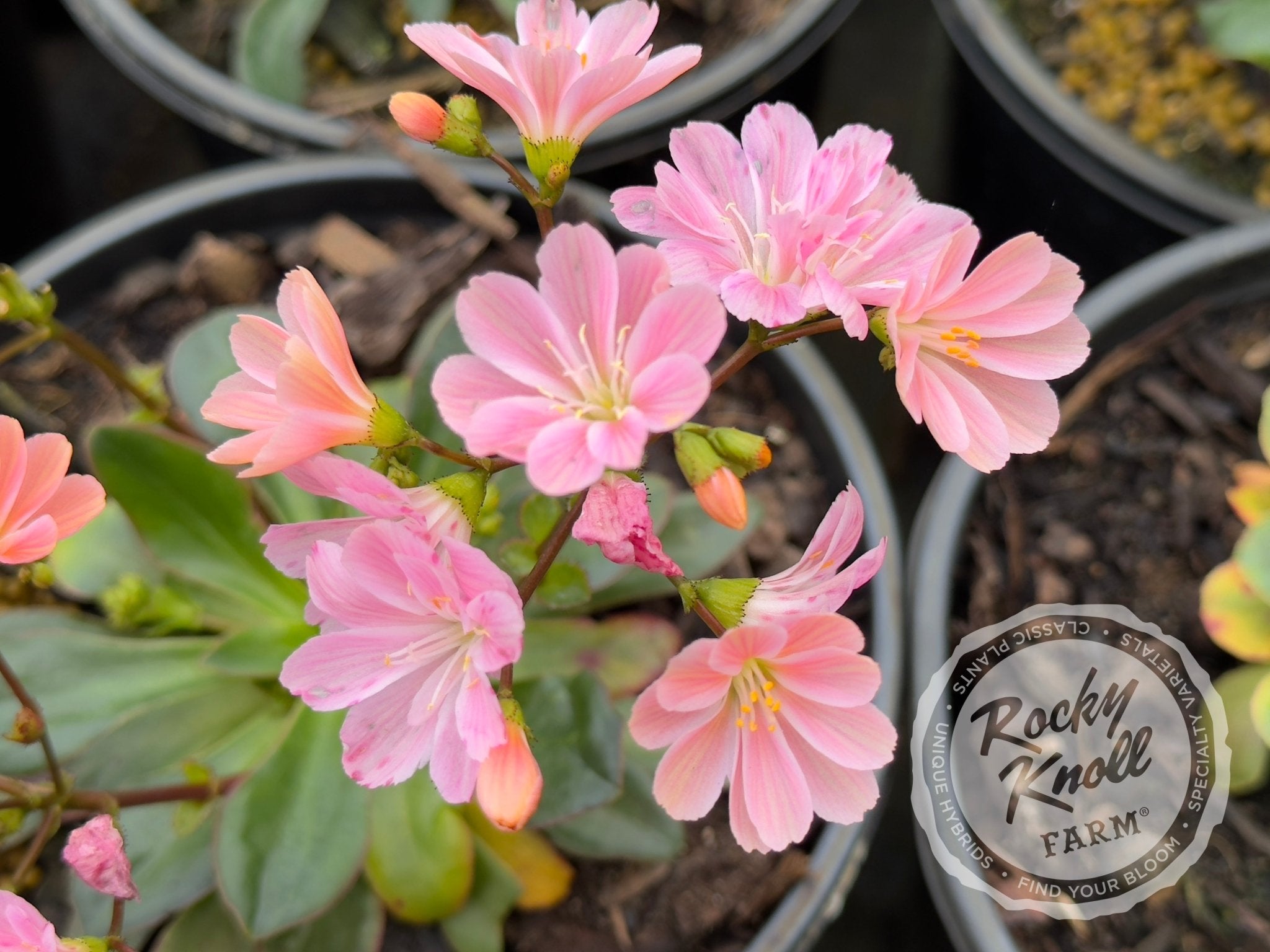 Lewisia cotyledon 'Rainbow Mix' - Rocky Knoll Farm