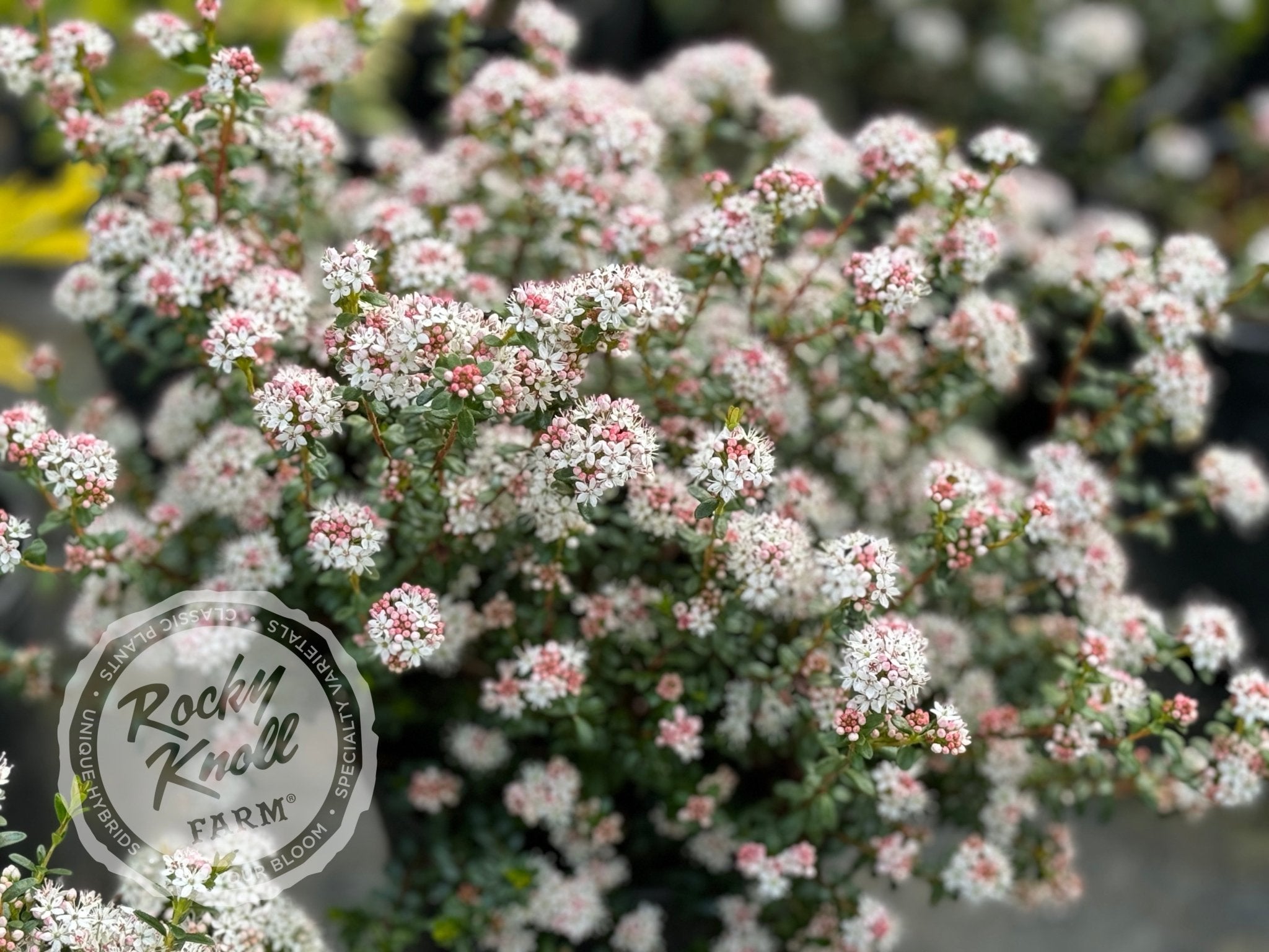 Sand Myrtle - Leiophyllum buxifolium - Rocky Knoll Farm