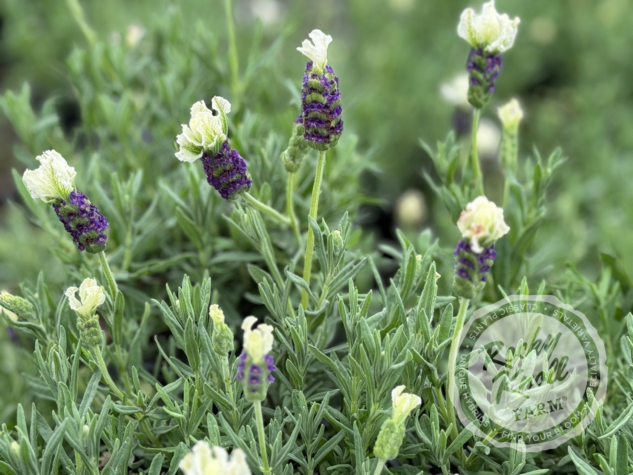 Anouk White Lavender - Lavendula stoechas - Rocky Knoll Farm
