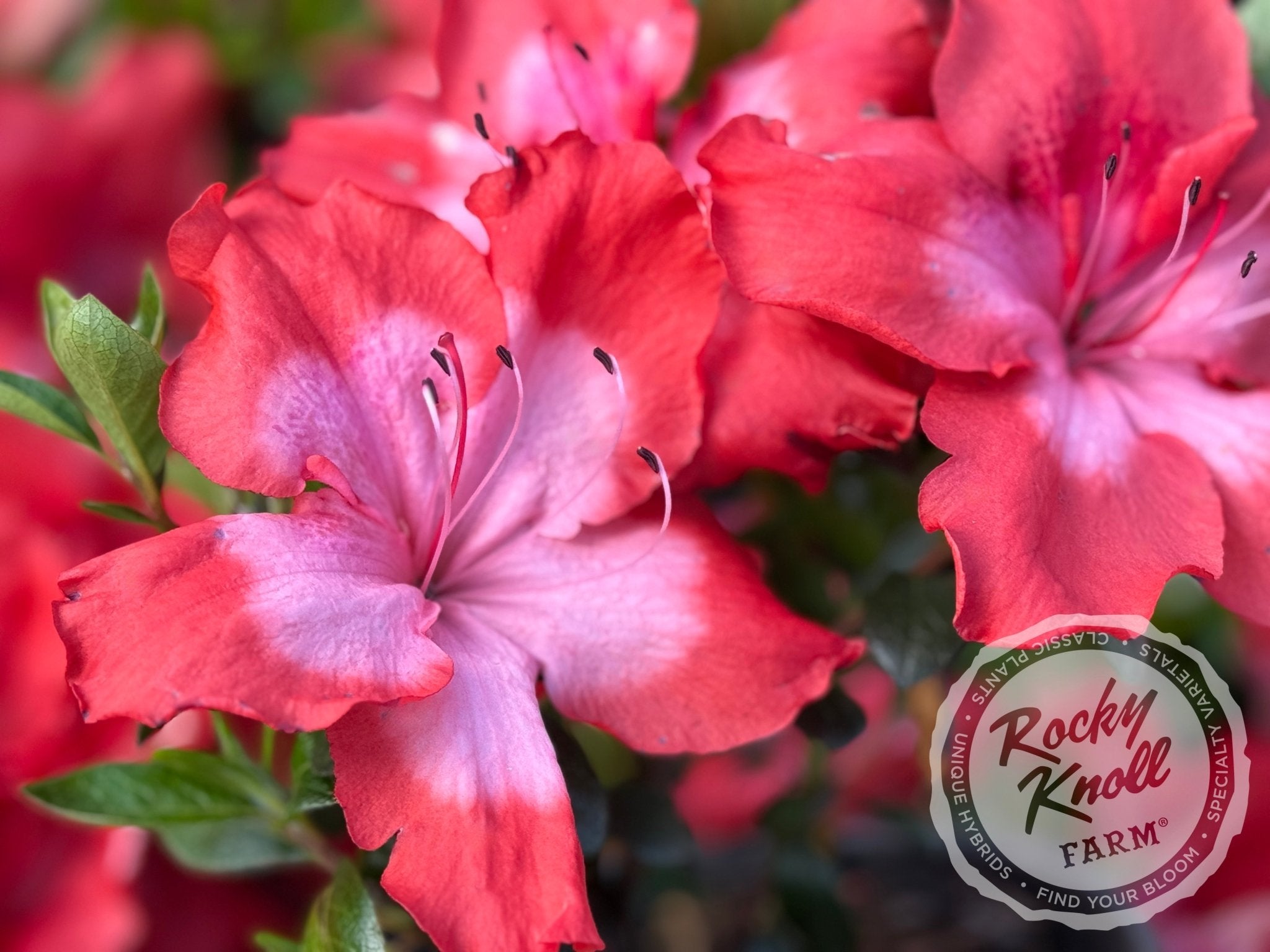 Harris Fascination - Rocky Knoll Farm