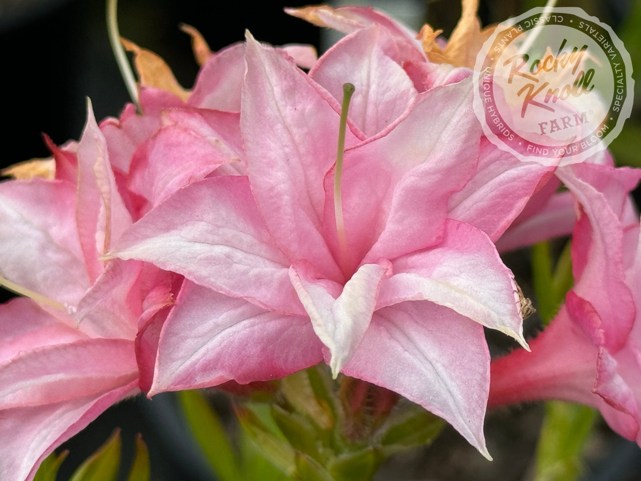 Soft Shimmer - Rocky Knoll Farm