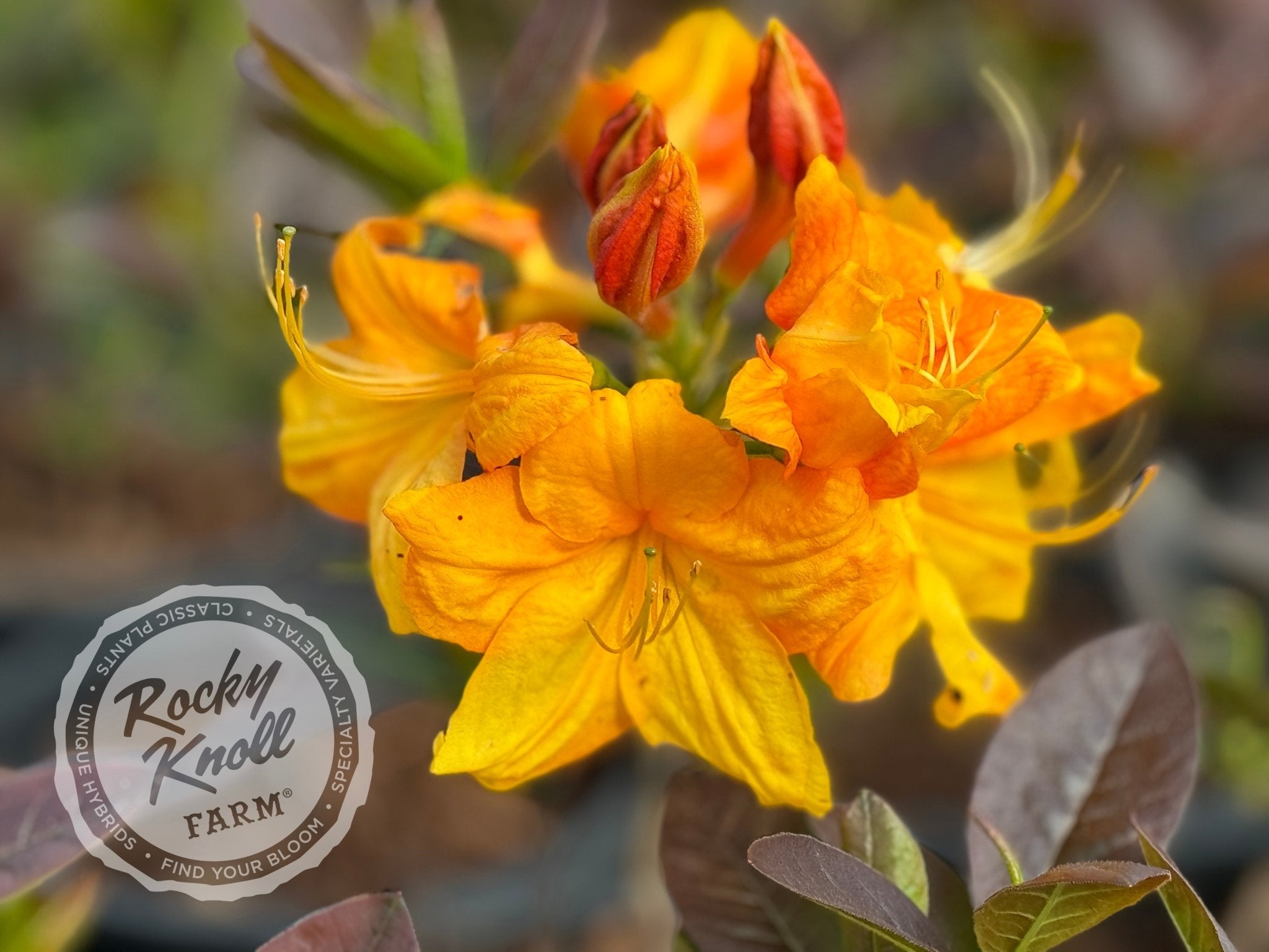 Klondyke - Rocky Knoll Farm