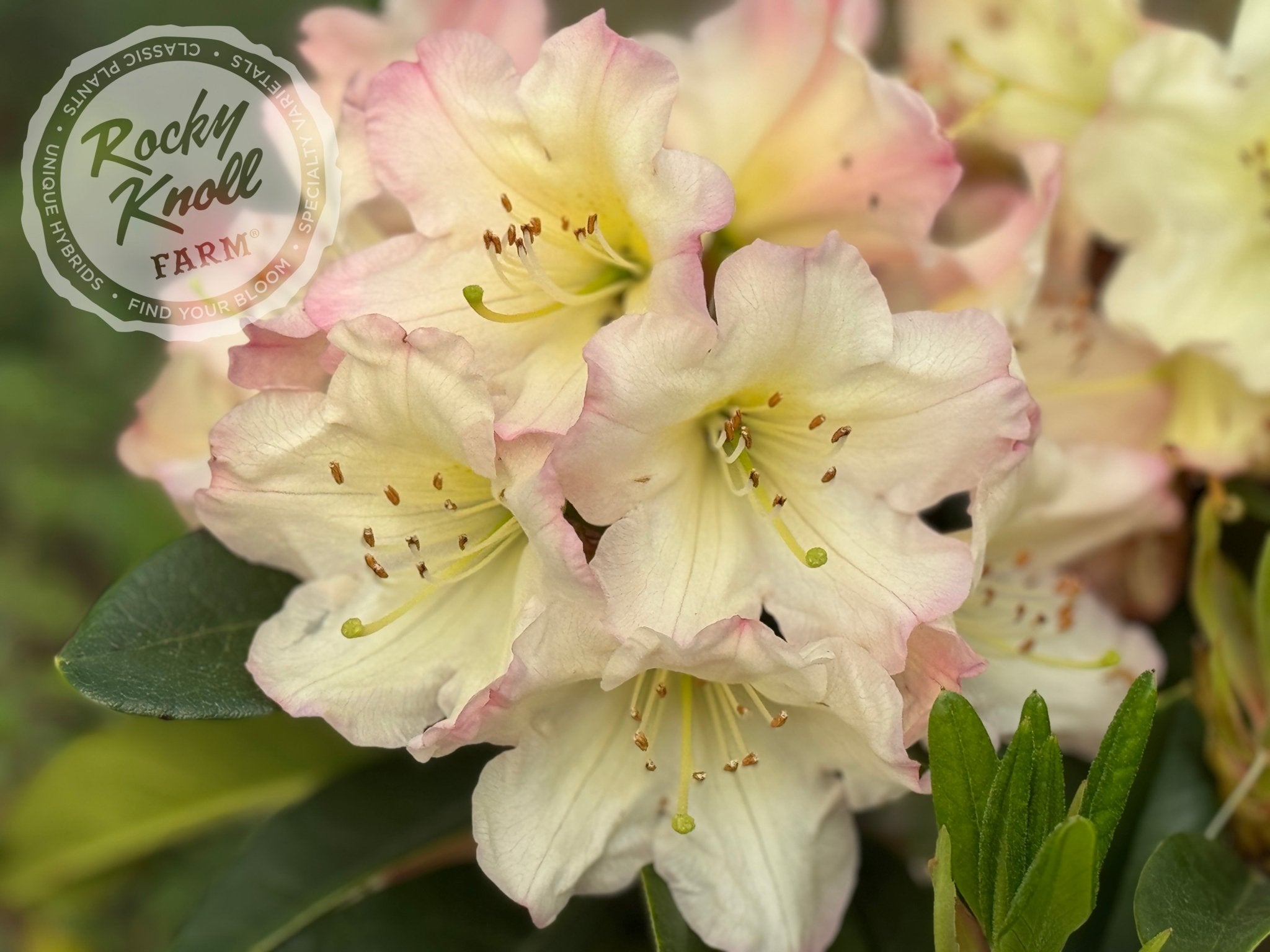 Calypso Punch - Rocky Knoll Farm