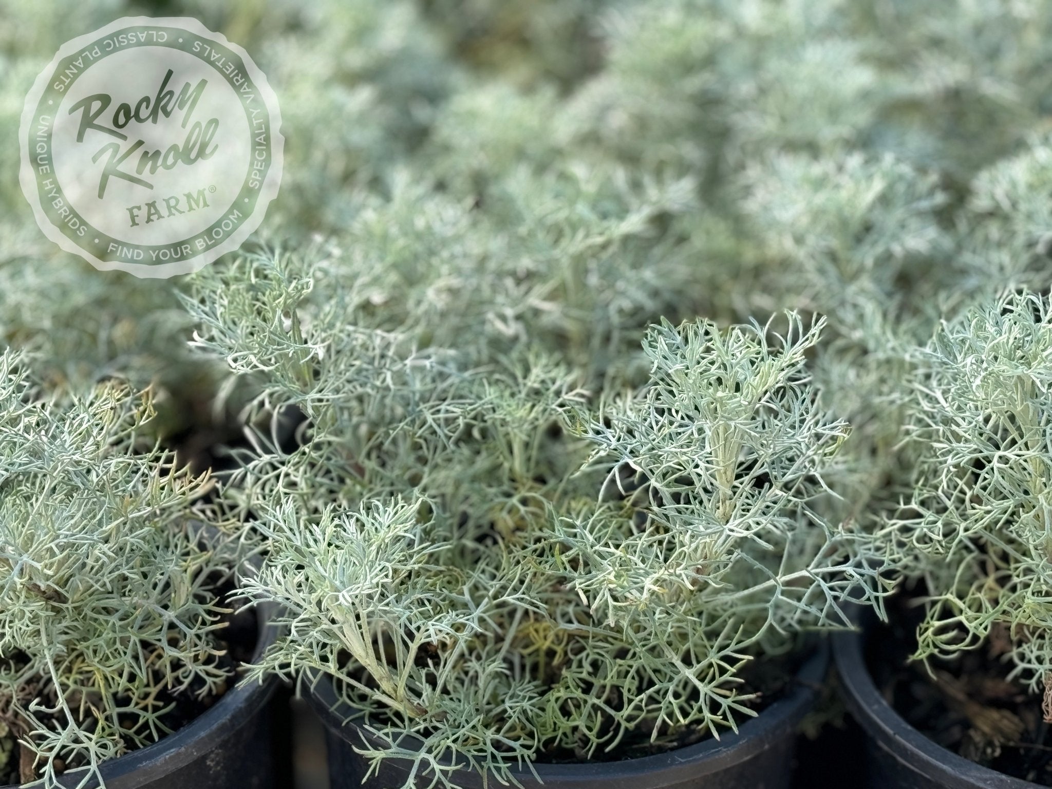 Artemisia Seafoam - Rocky Knoll Farm