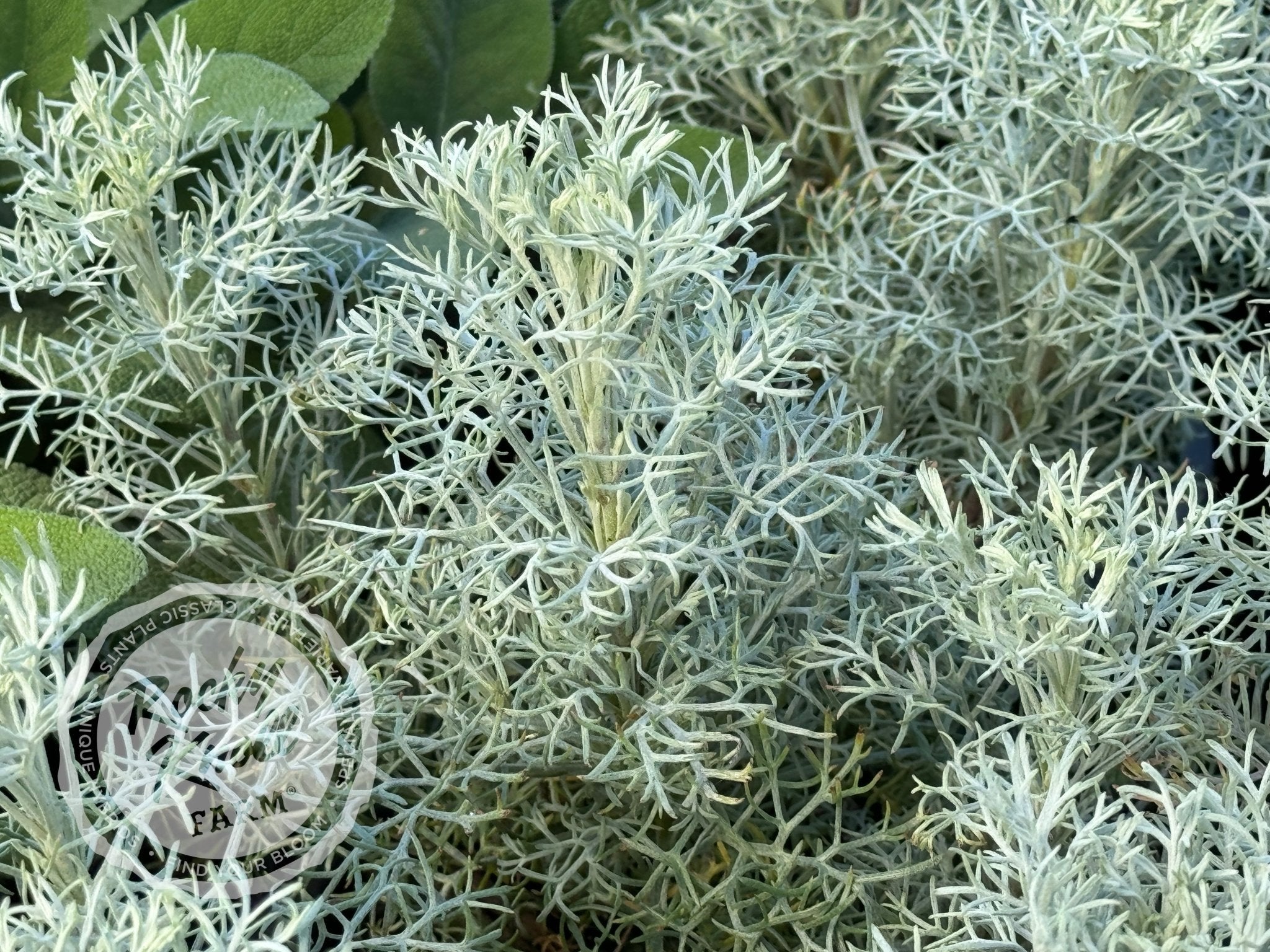Artemisia Seafoam - Rocky Knoll Farm