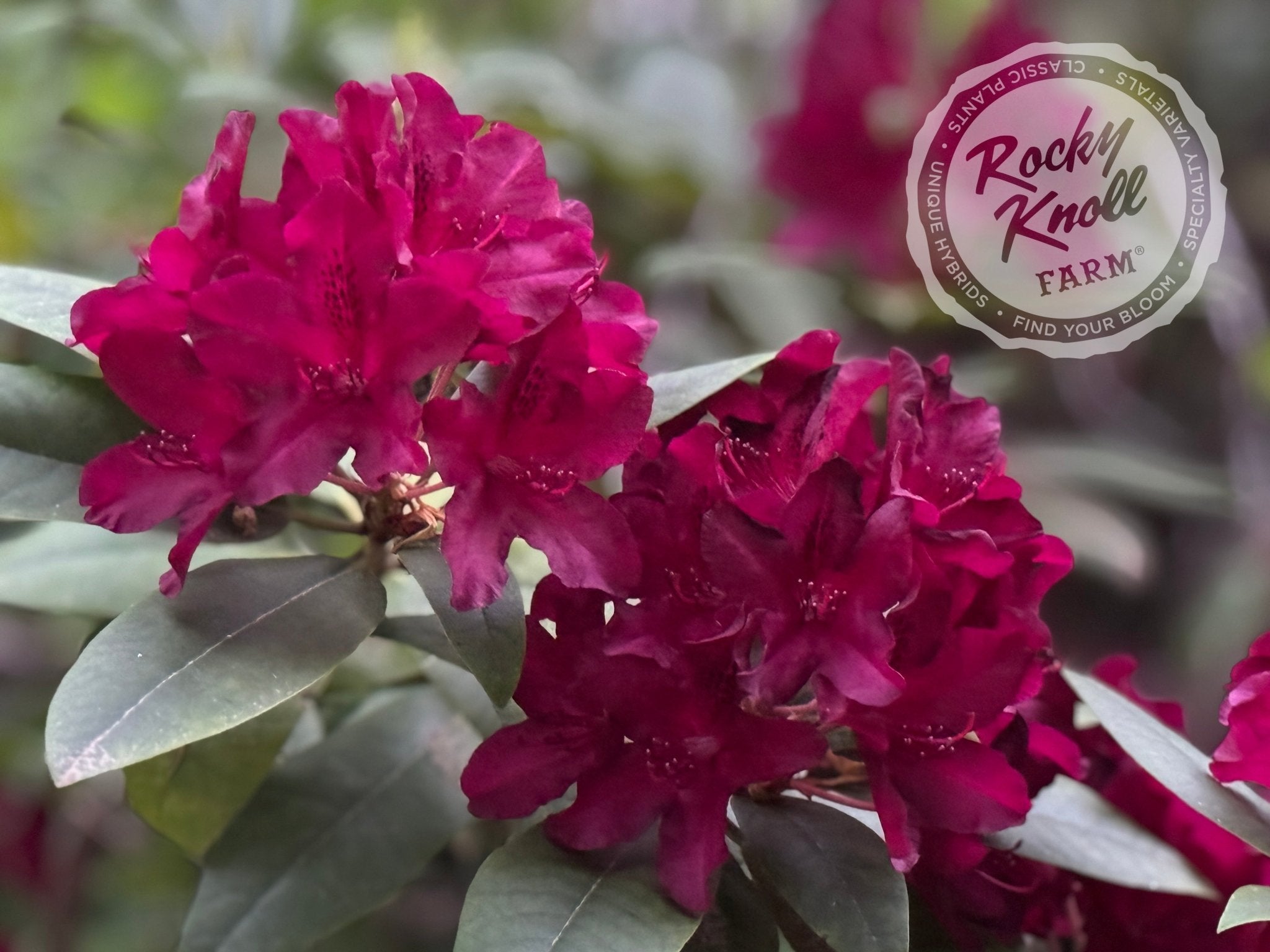 Warlock - Rocky Knoll Farm