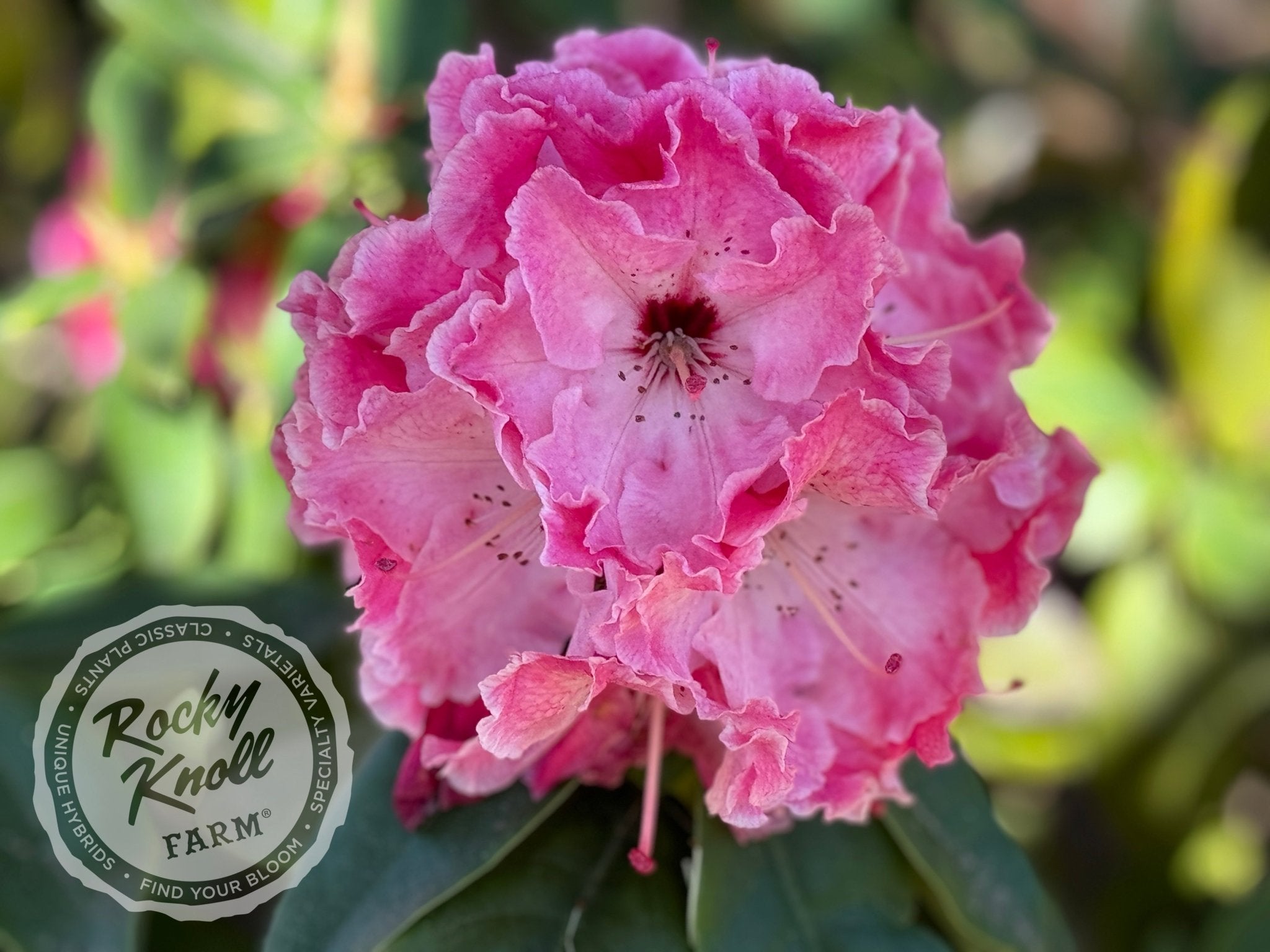 Cranberry Lace - Rocky Knoll Farm