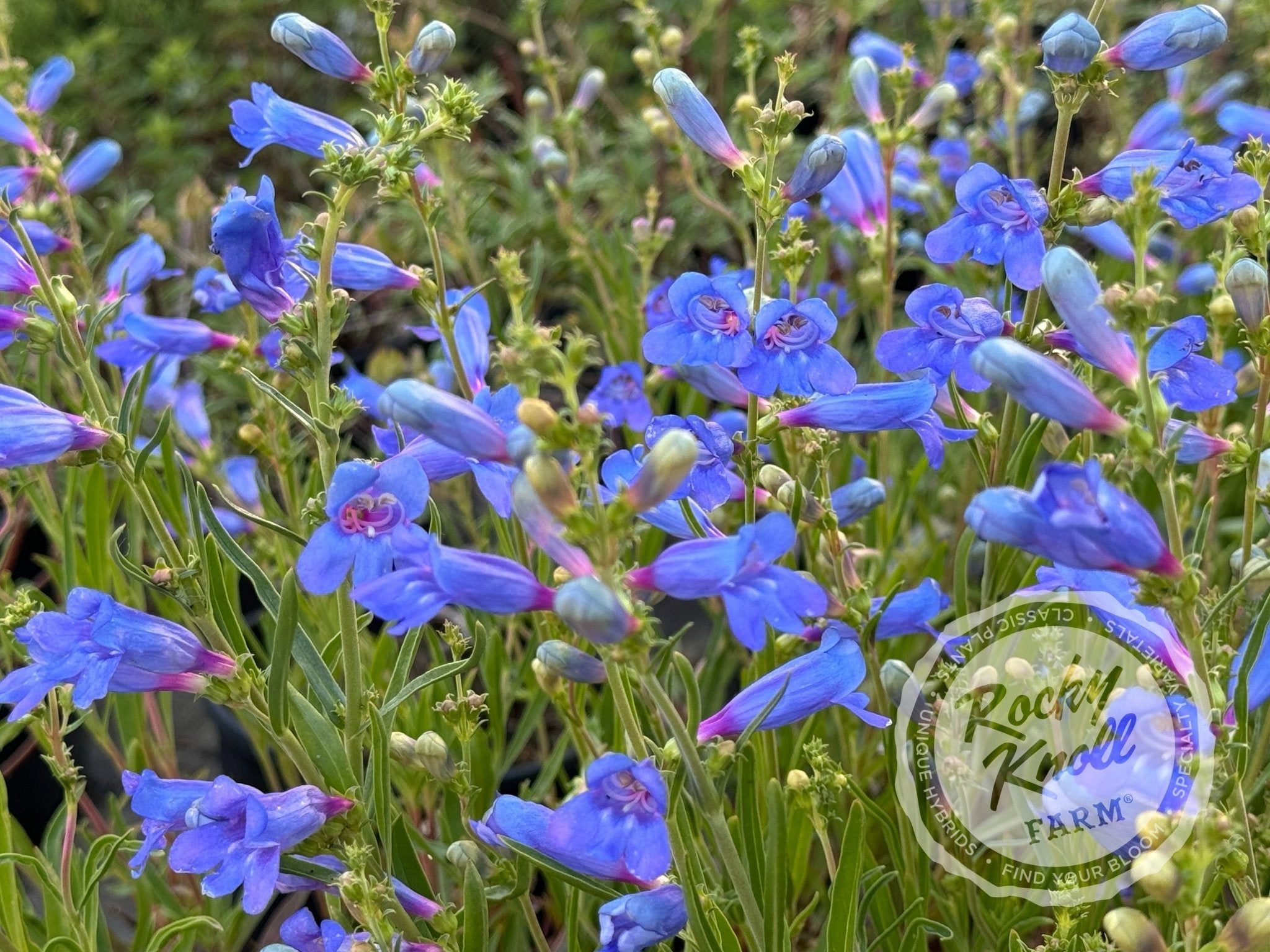 Penstemon Electric Blue - Rocky Knoll Farm