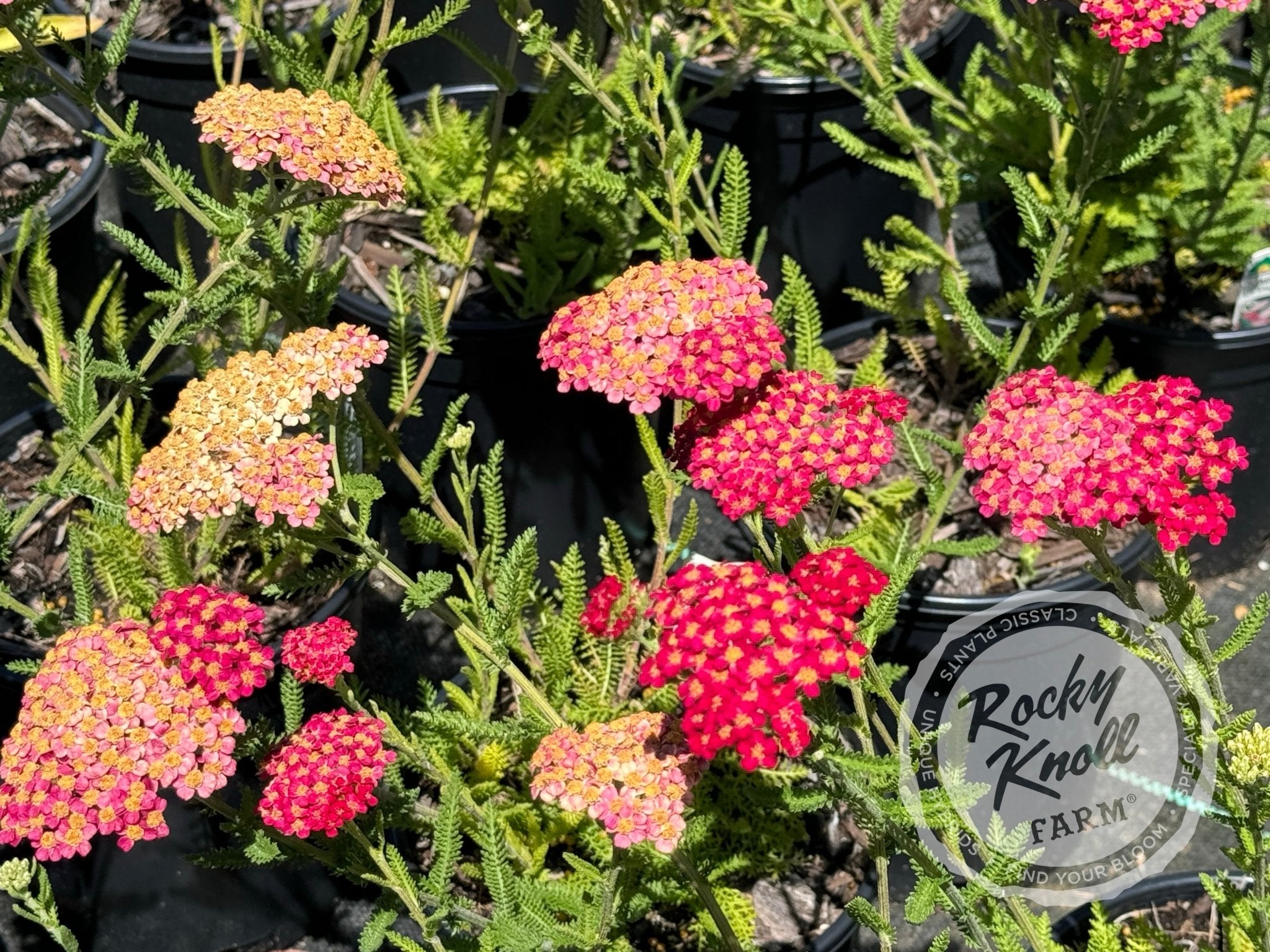 Achillea Paprika (Yarrow) - Rocky Knoll Farm