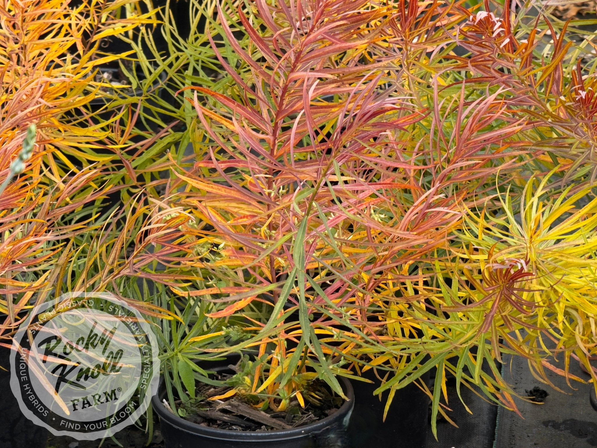 Amsonia hubrichtii 'Butterscotch' - Rocky Knoll Farm