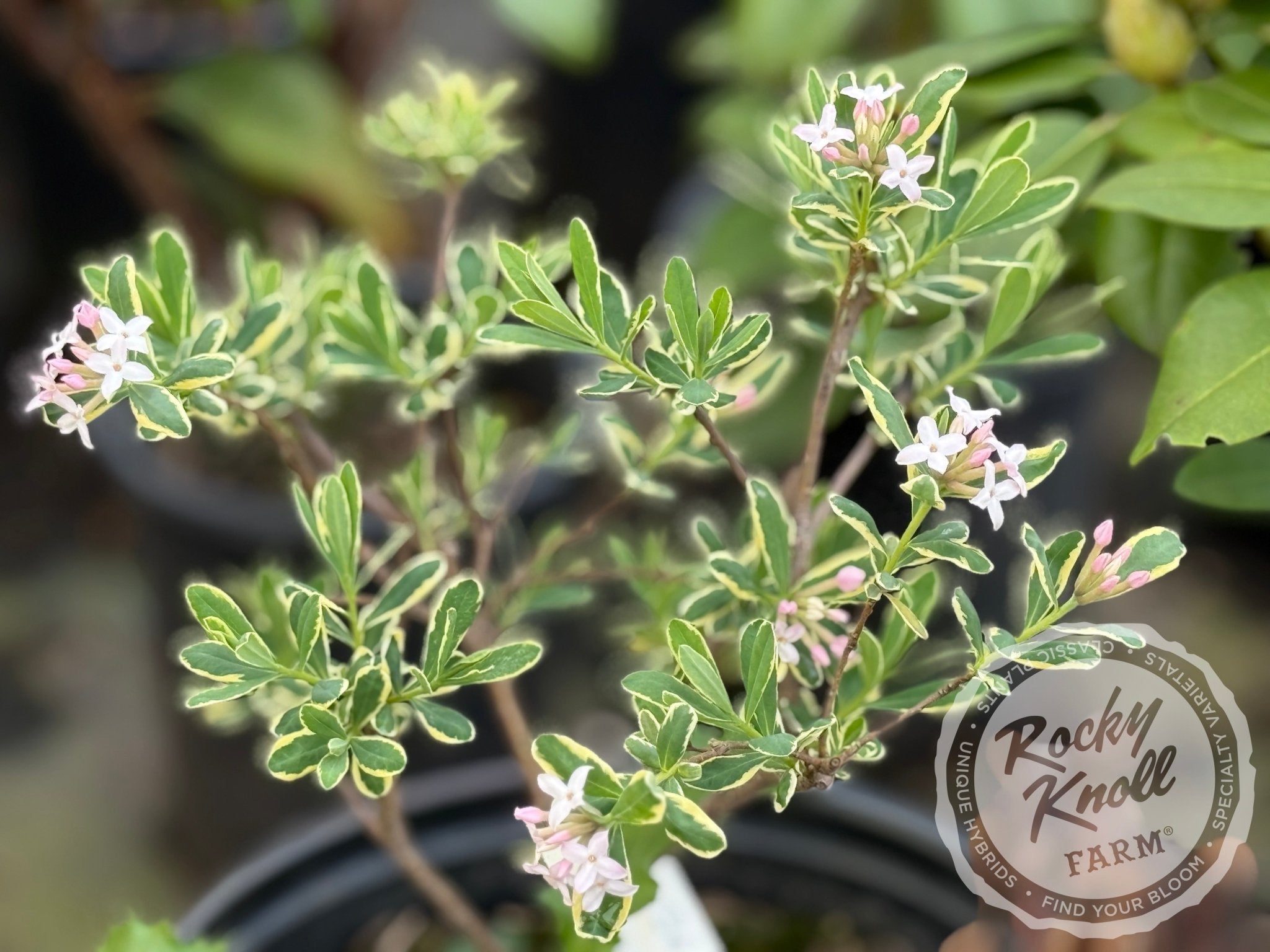 Daphne x burkwoodii 'Carol Mackie' - Rocky Knoll Farm