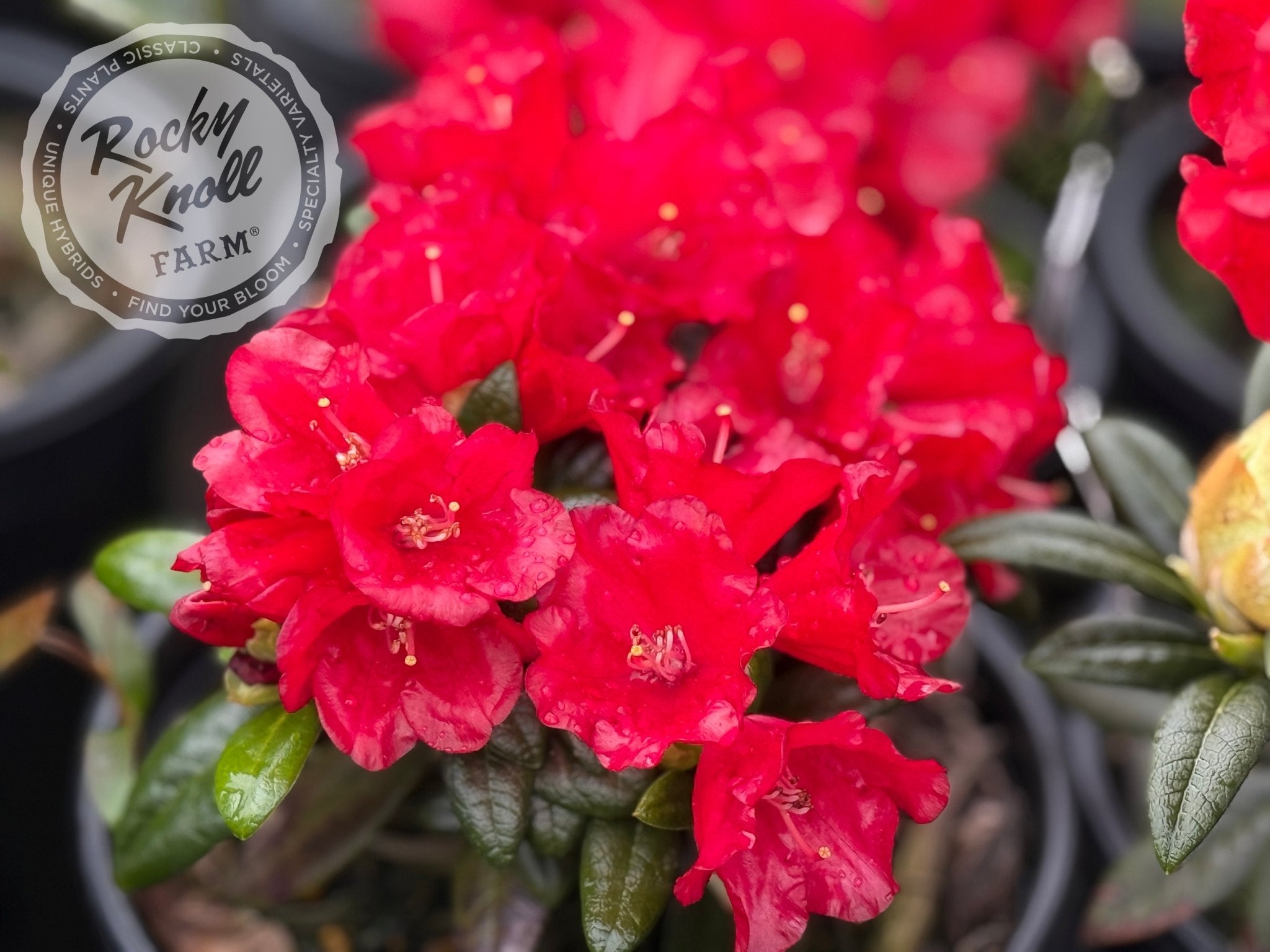 Patriot's Dream - Rocky Knoll Farm