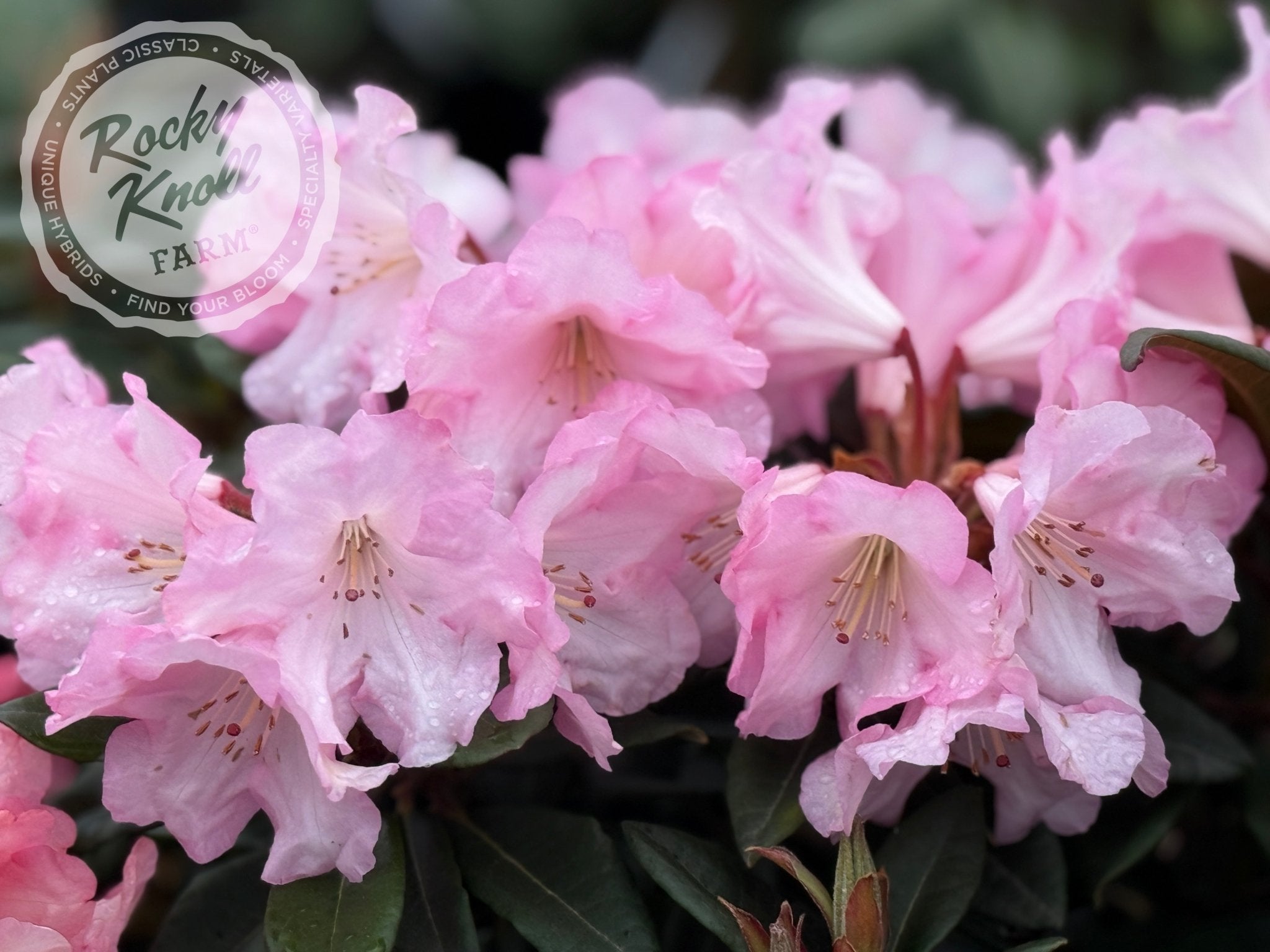 Bronze Wing - Rocky Knoll Farm
