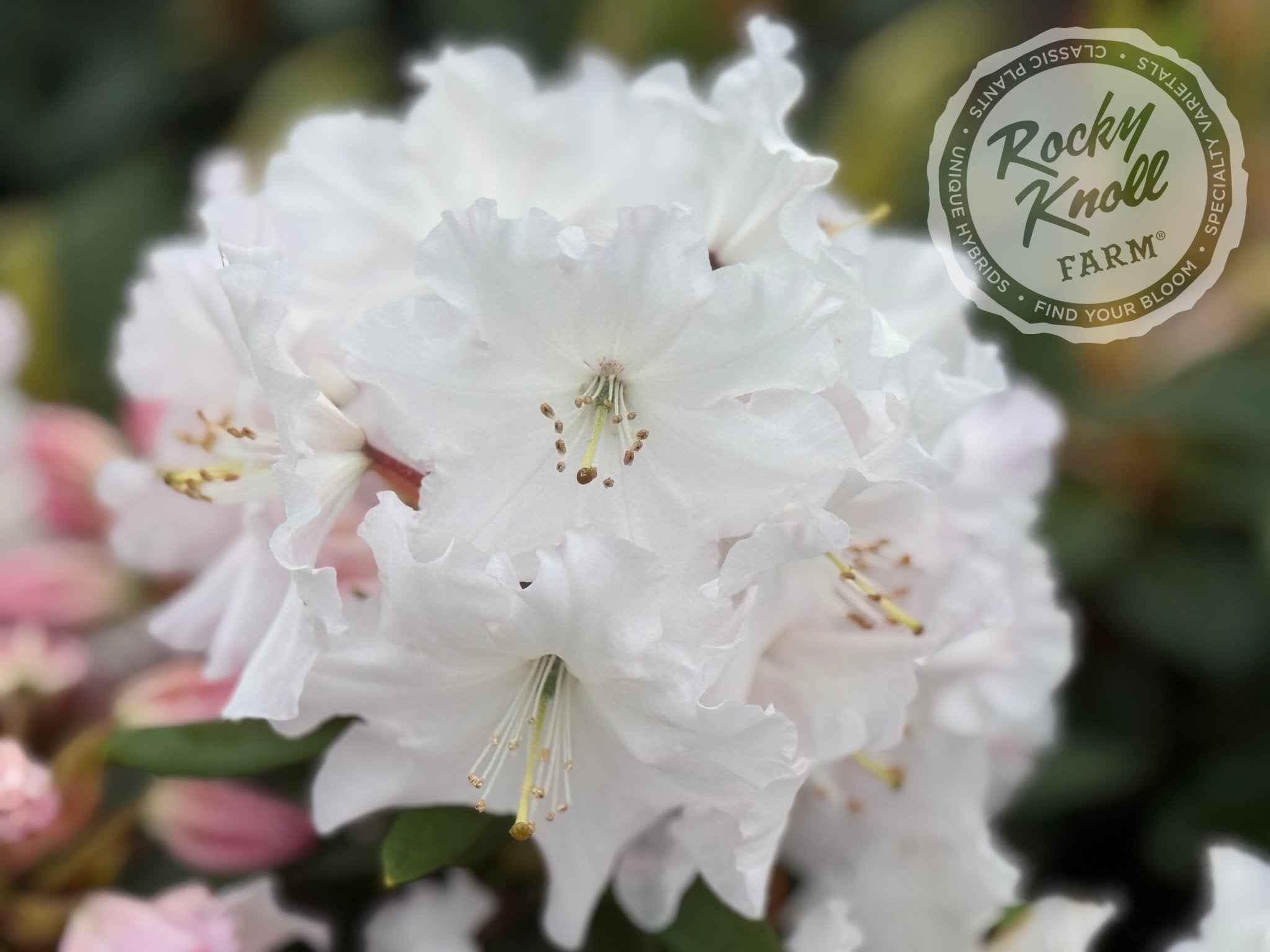 Winter Snow - Rocky Knoll Farm