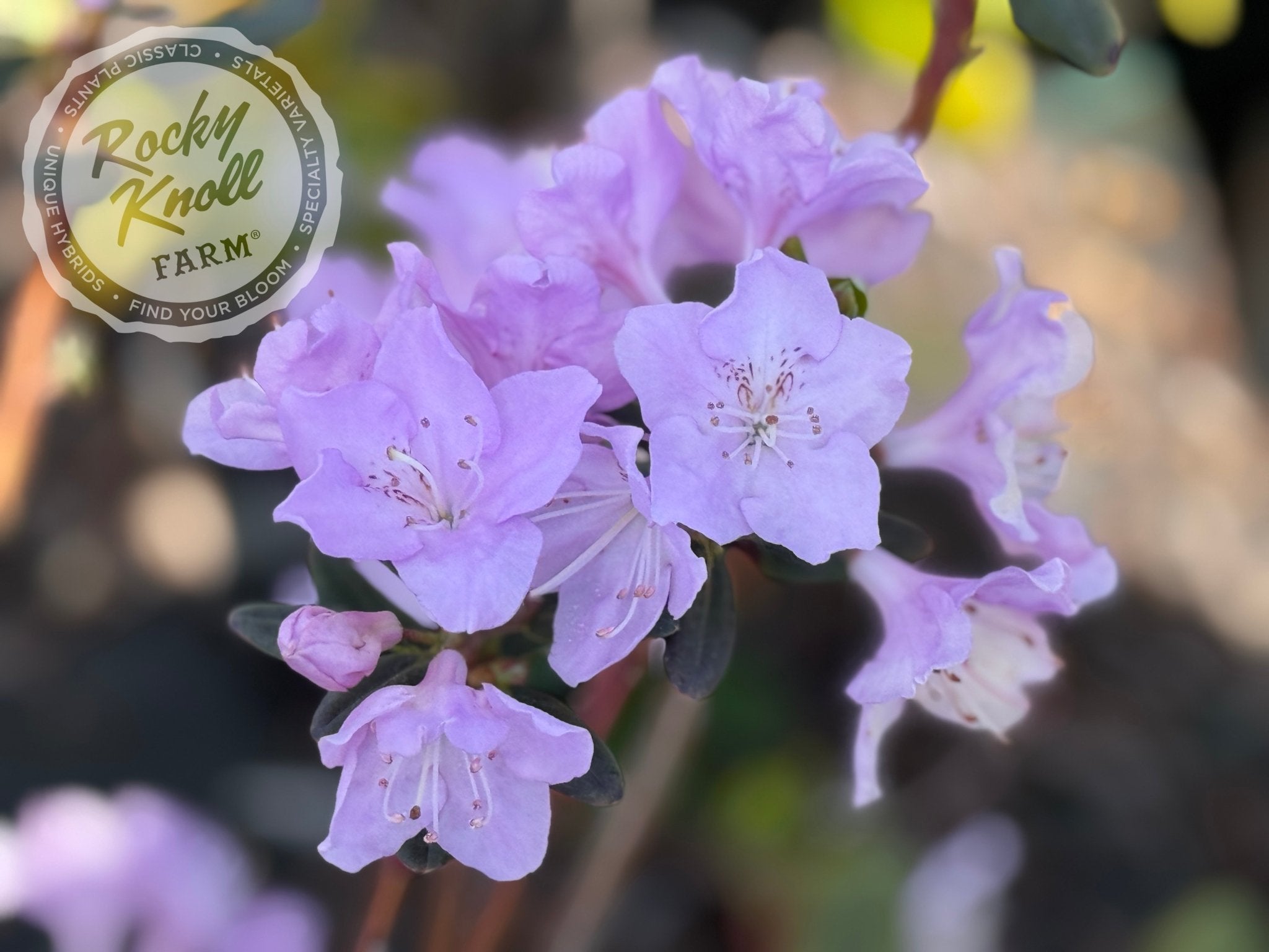 R. cinnabarinum ssp. tamaense - Rocky Knoll Farm