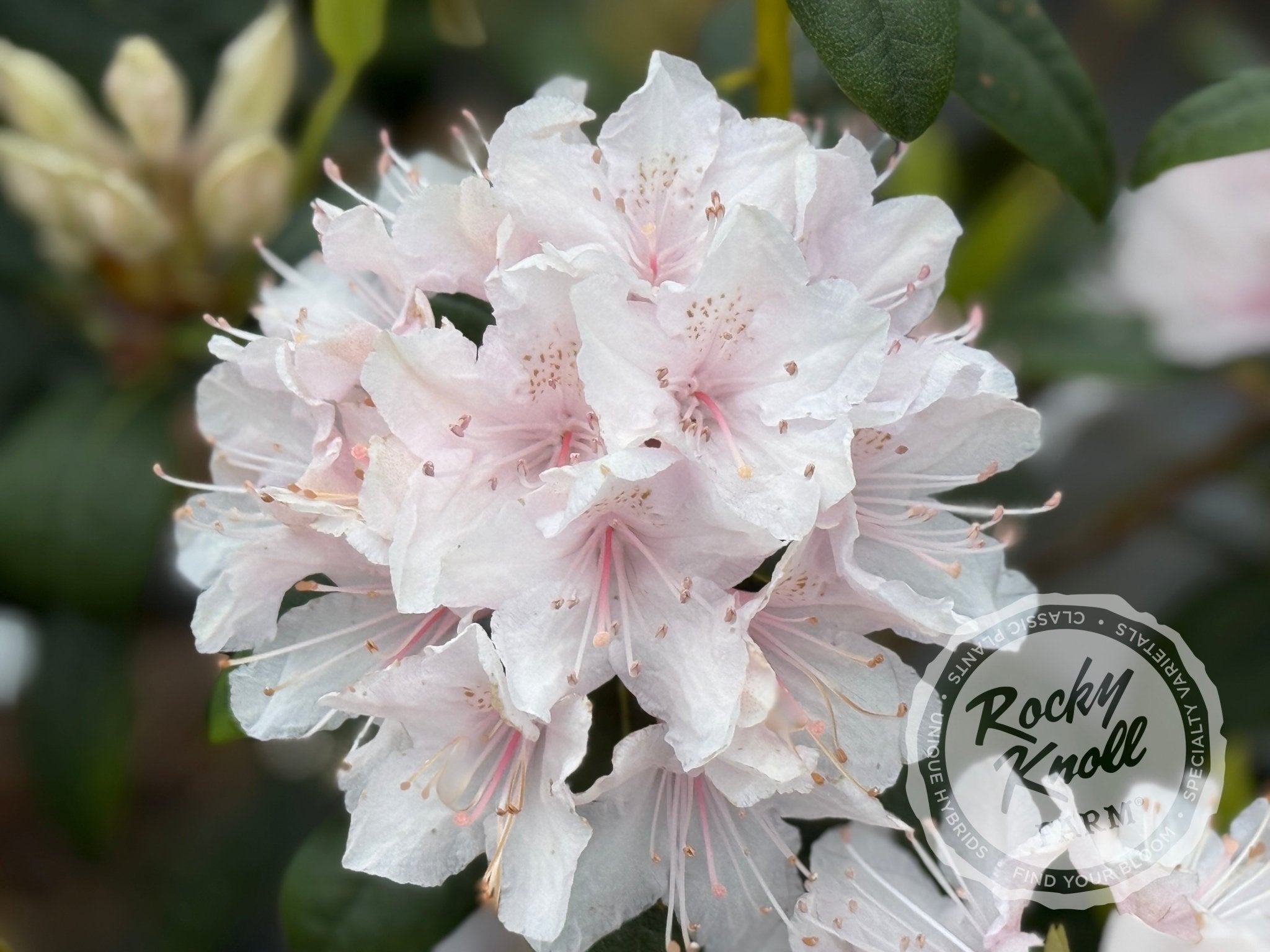 Greer's Snowbank - Rocky Knoll Farm