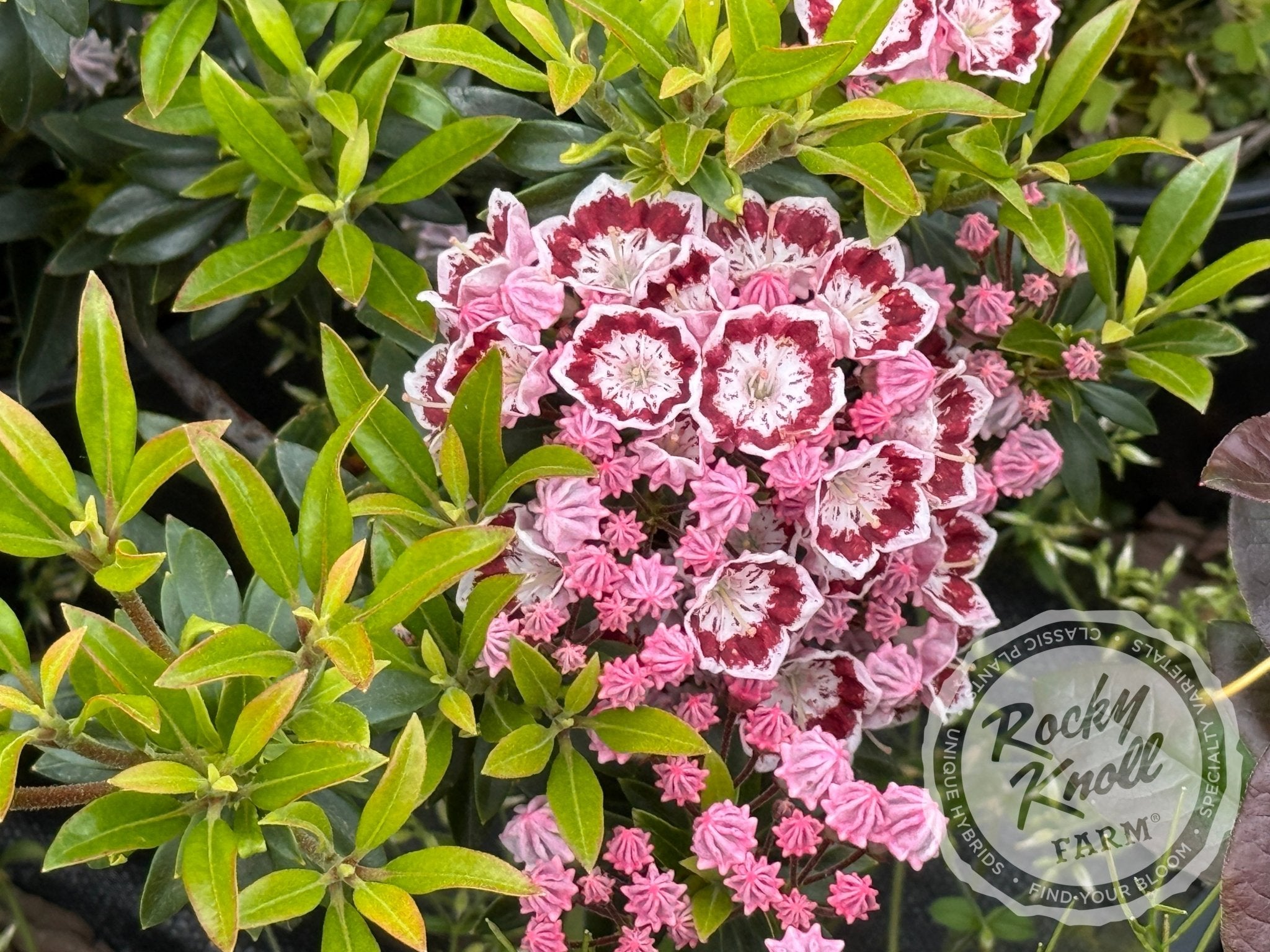 Kalmia latifolia 'Minuet' Mountain Laurel – Rocky Knoll Farm