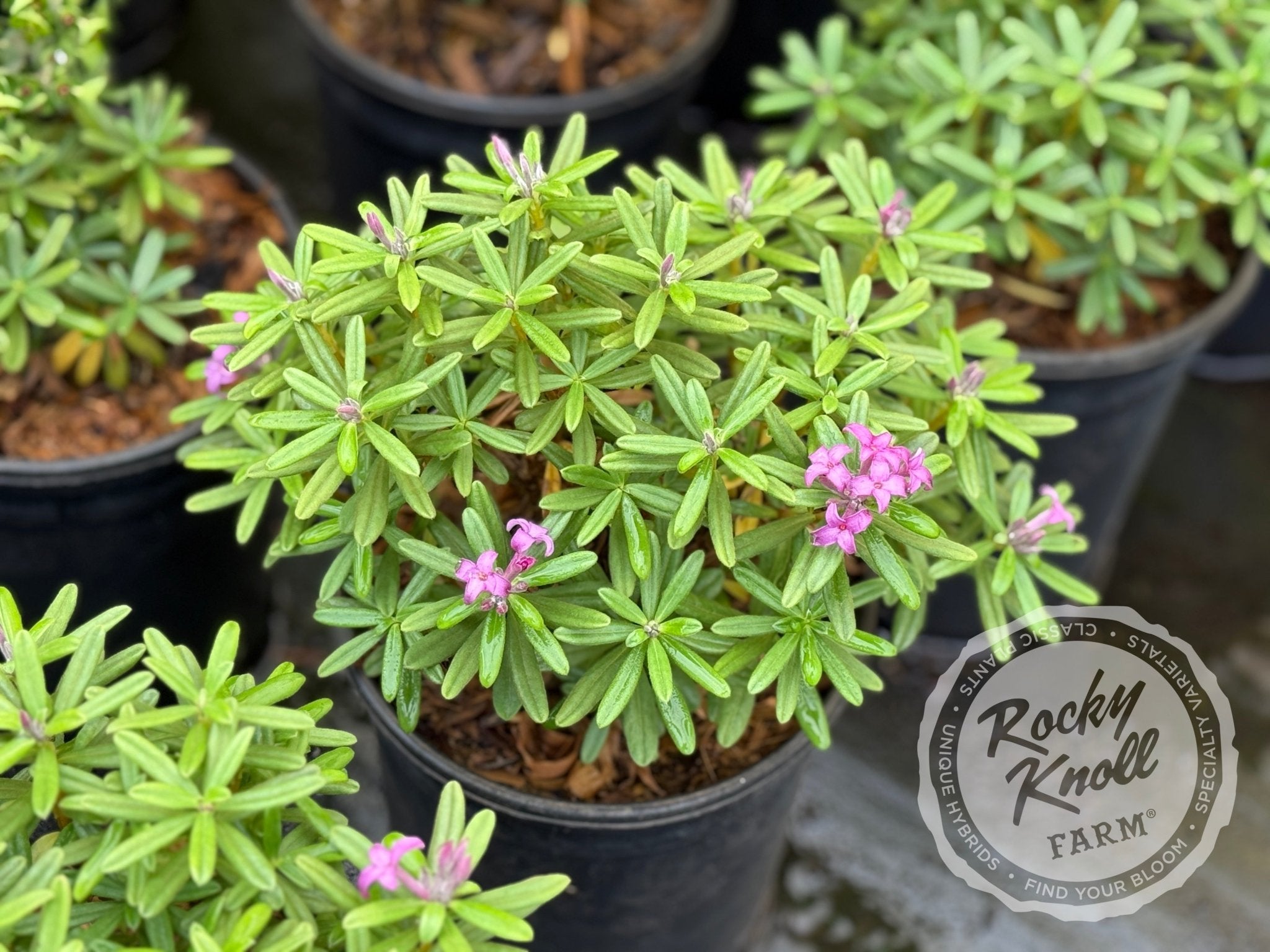 Daphne x medfordensis 'Lawrence Crocker' - Rocky Knoll Farm