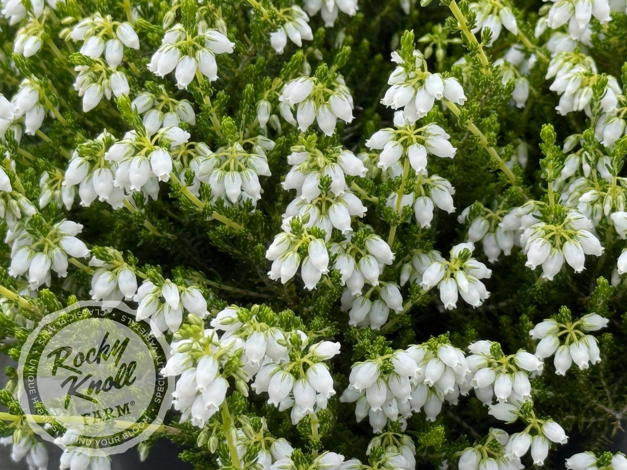 Erica Alba Minor Heath - Rocky Knoll Farm