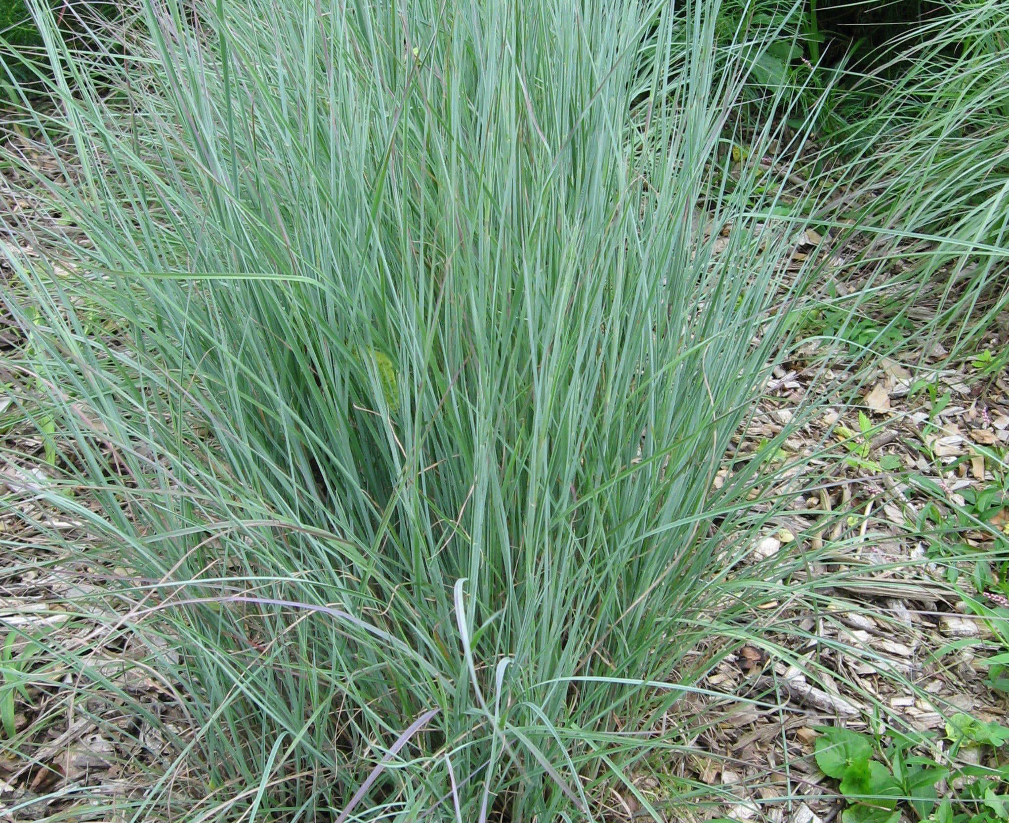 Prairie Blues (Schizachyrium scoparium) - Rocky Knoll Farm