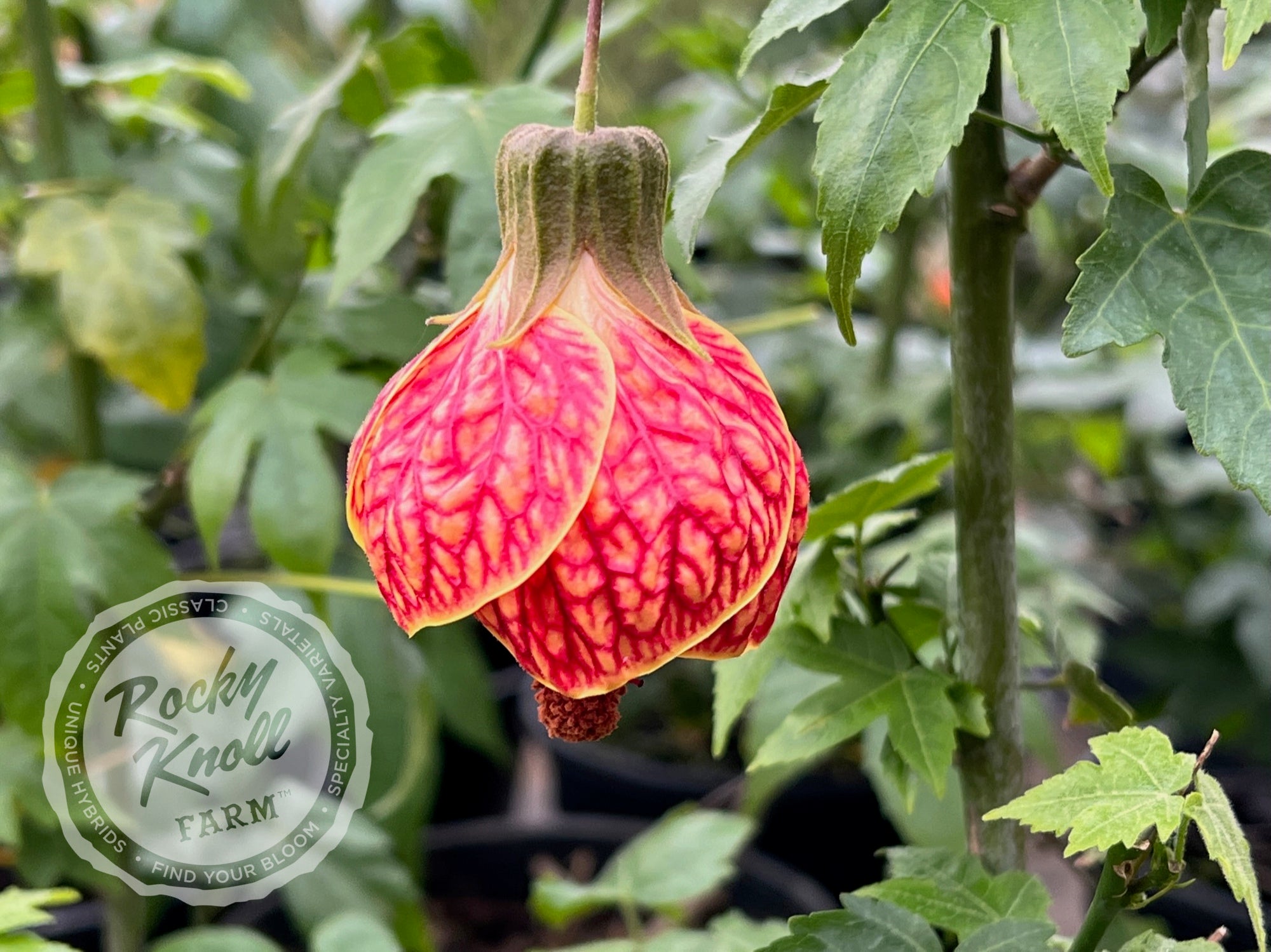 Abutilon - Tiger Eye Flowering Maple - Rocky Knoll Farm