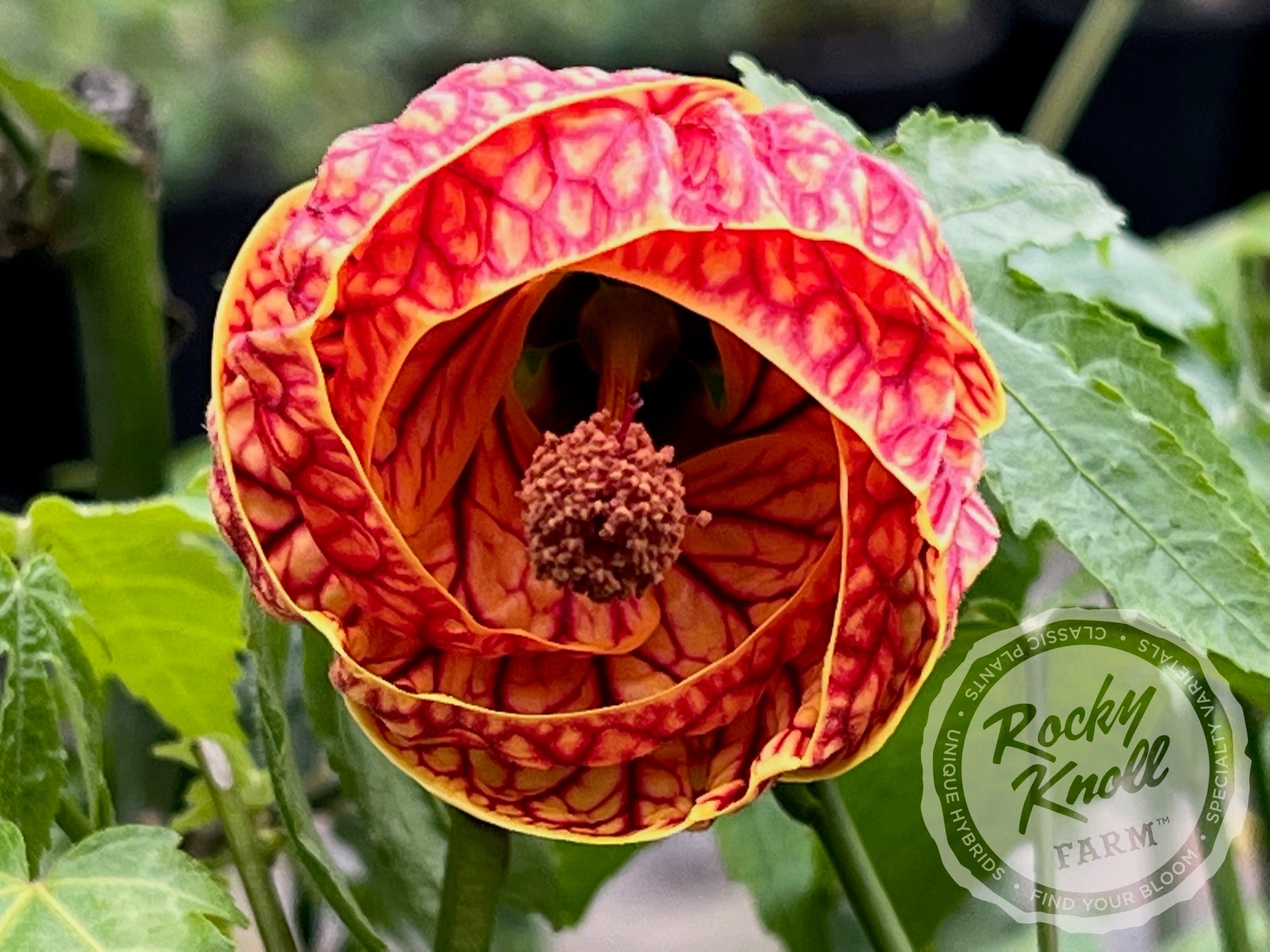 Abutilon - Tiger Eye Flowering Maple - Rocky Knoll Farm
