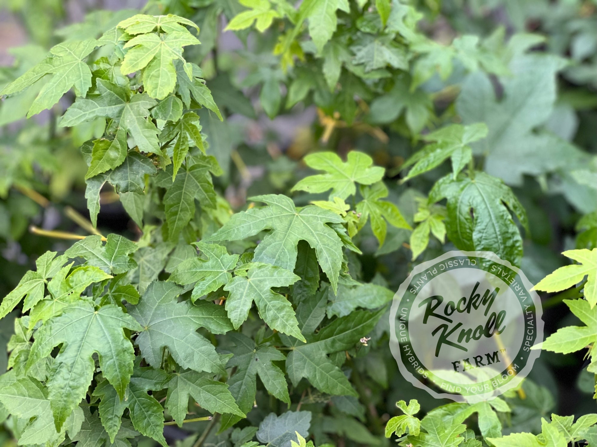 Abutilon - Tiger Eye Flowering Maple - Rocky Knoll Farm