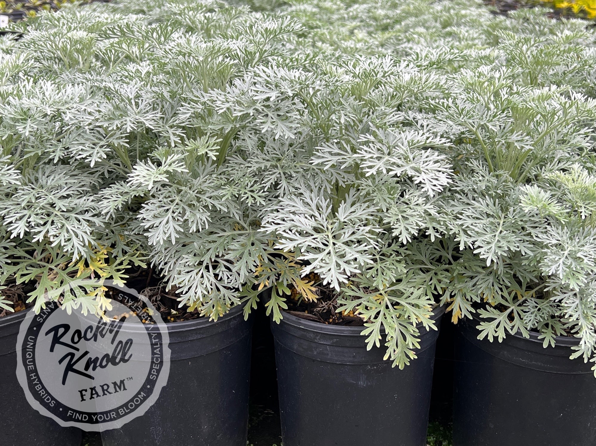 Artemisia Powis Castle - Rocky Knoll Farm