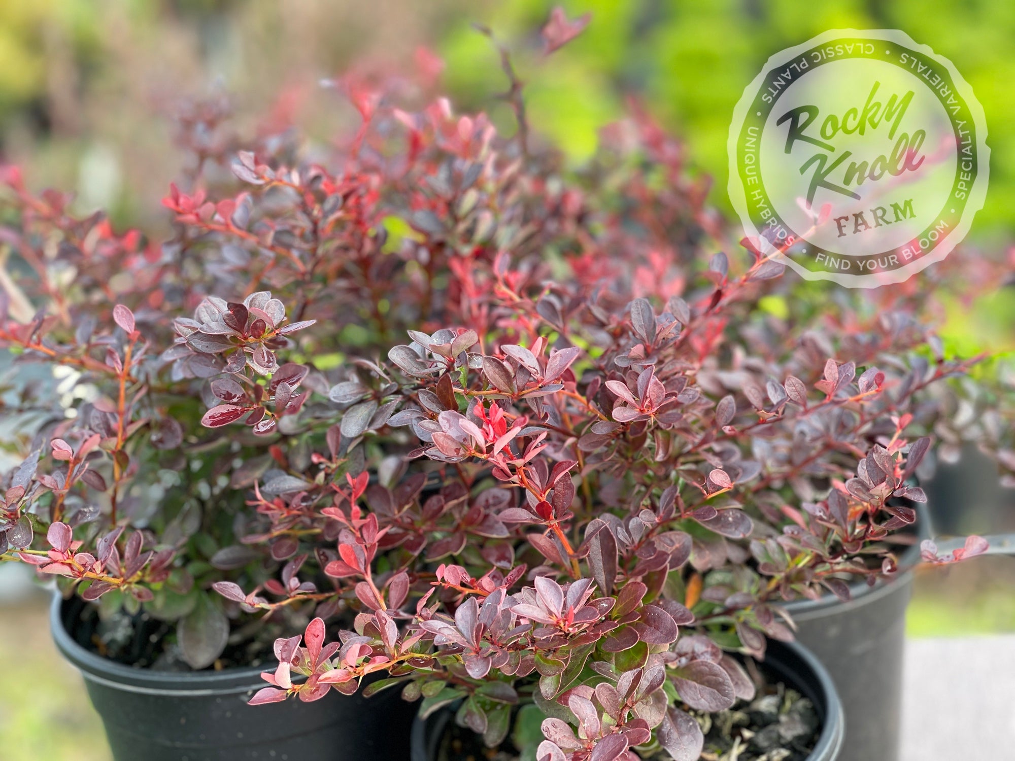 Berberis Crimson Pygmy Barberry - Rocky Knoll Farm