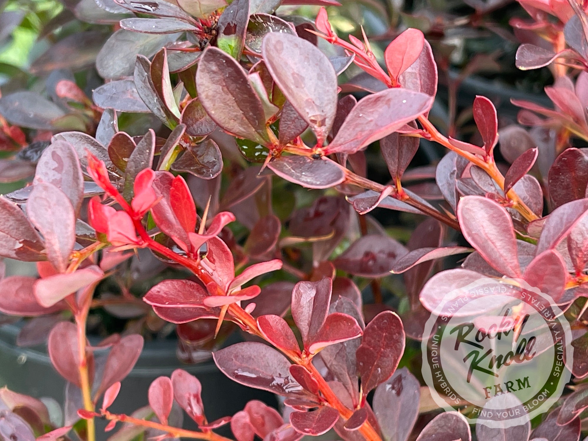 Berberis Crimson Pygmy Barberry - Rocky Knoll Farm