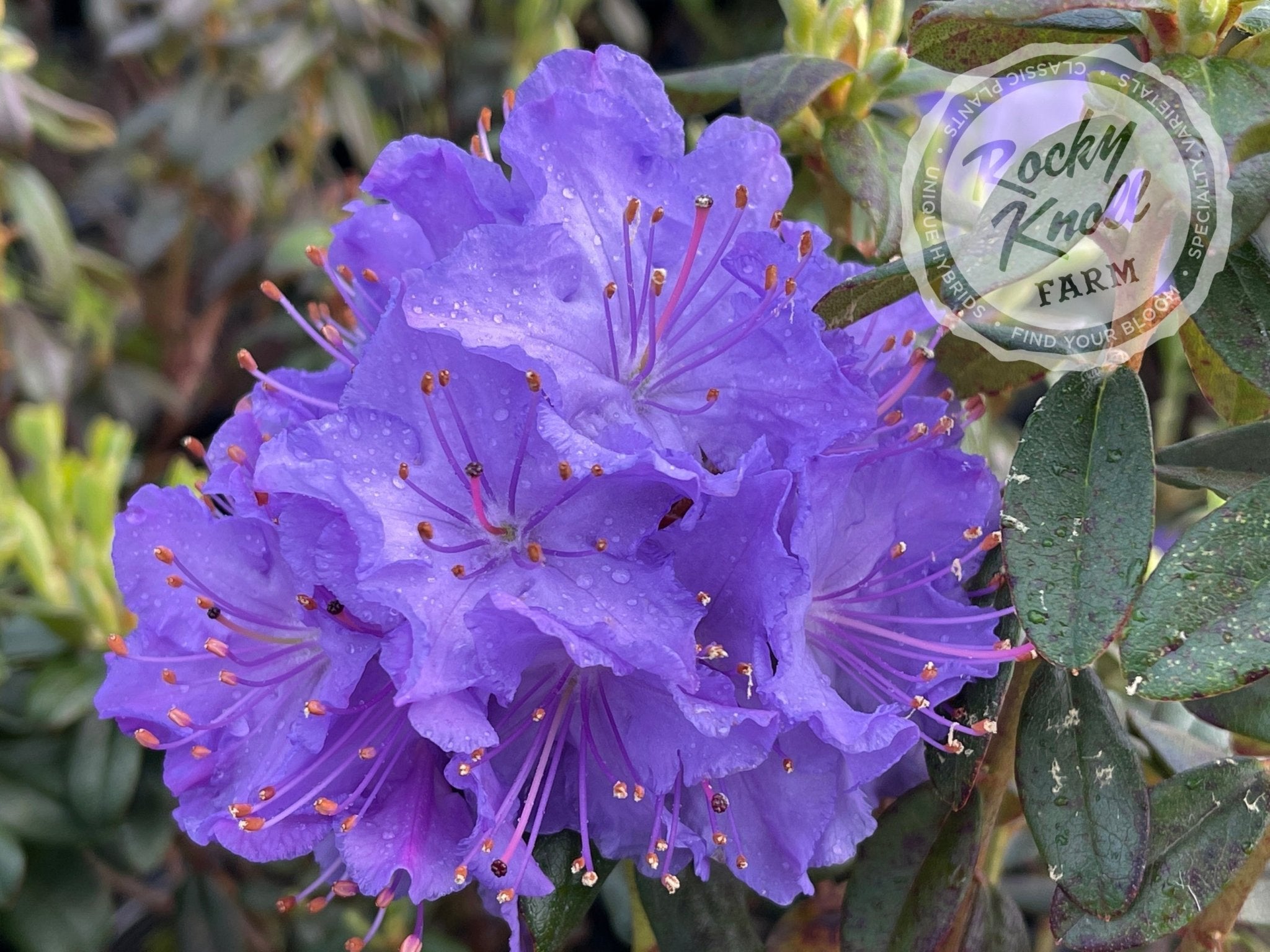 Blue Diamond - Rocky Knoll Farm