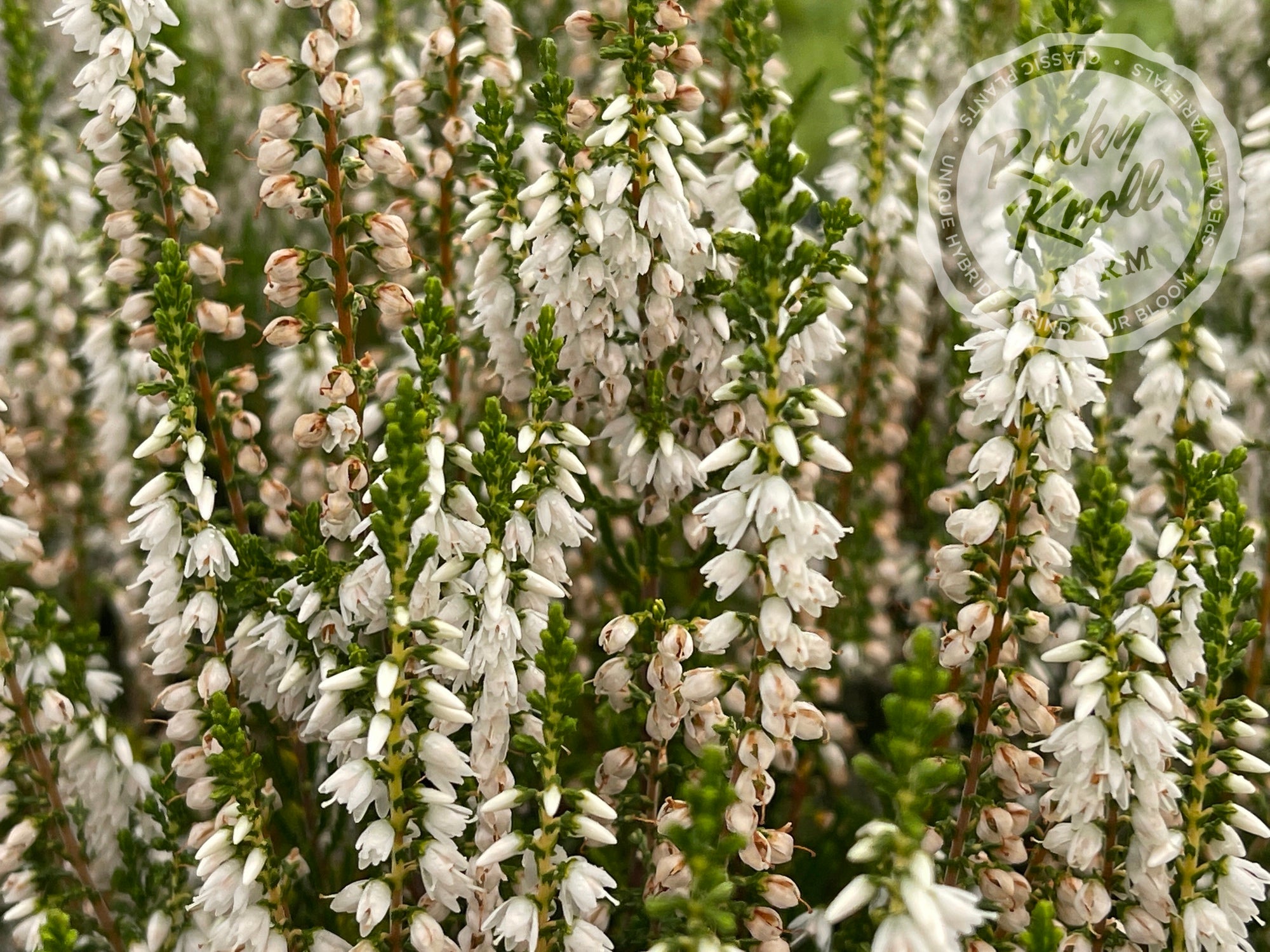 Calluna Spring Cream Heather - Rocky Knoll Farm