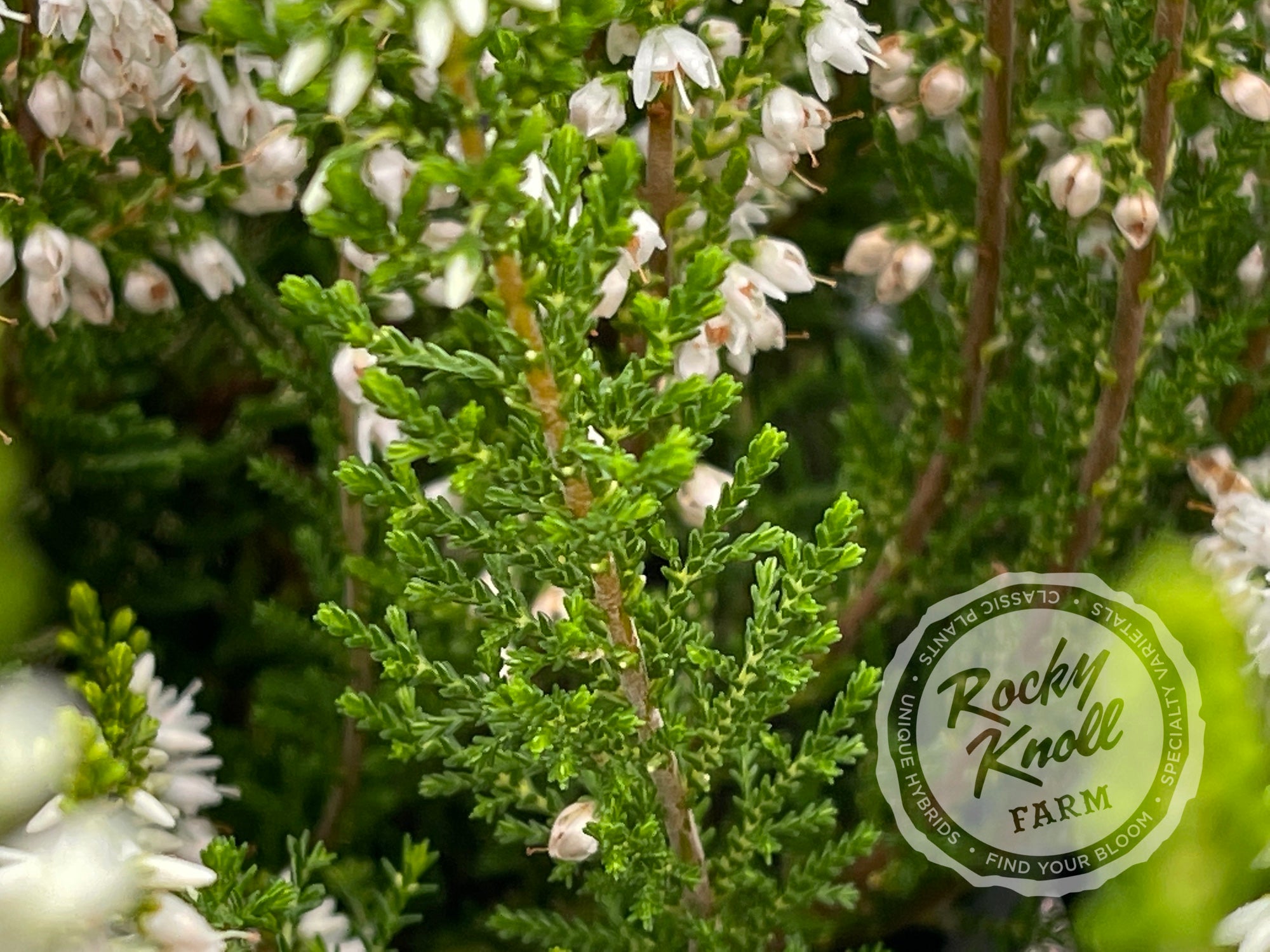 Calluna Spring Cream Heather - Rocky Knoll Farm