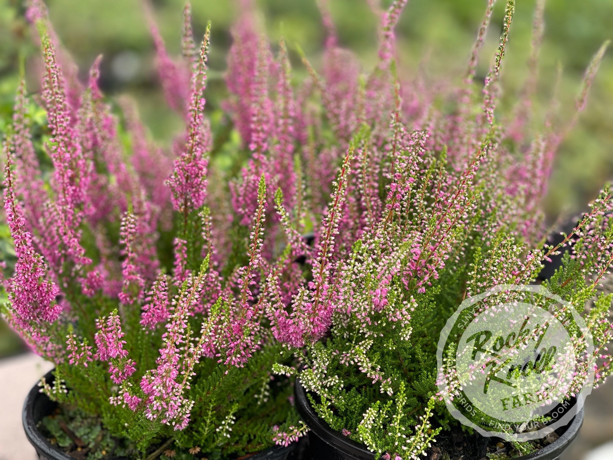 Calluna Vulgaris Allegro