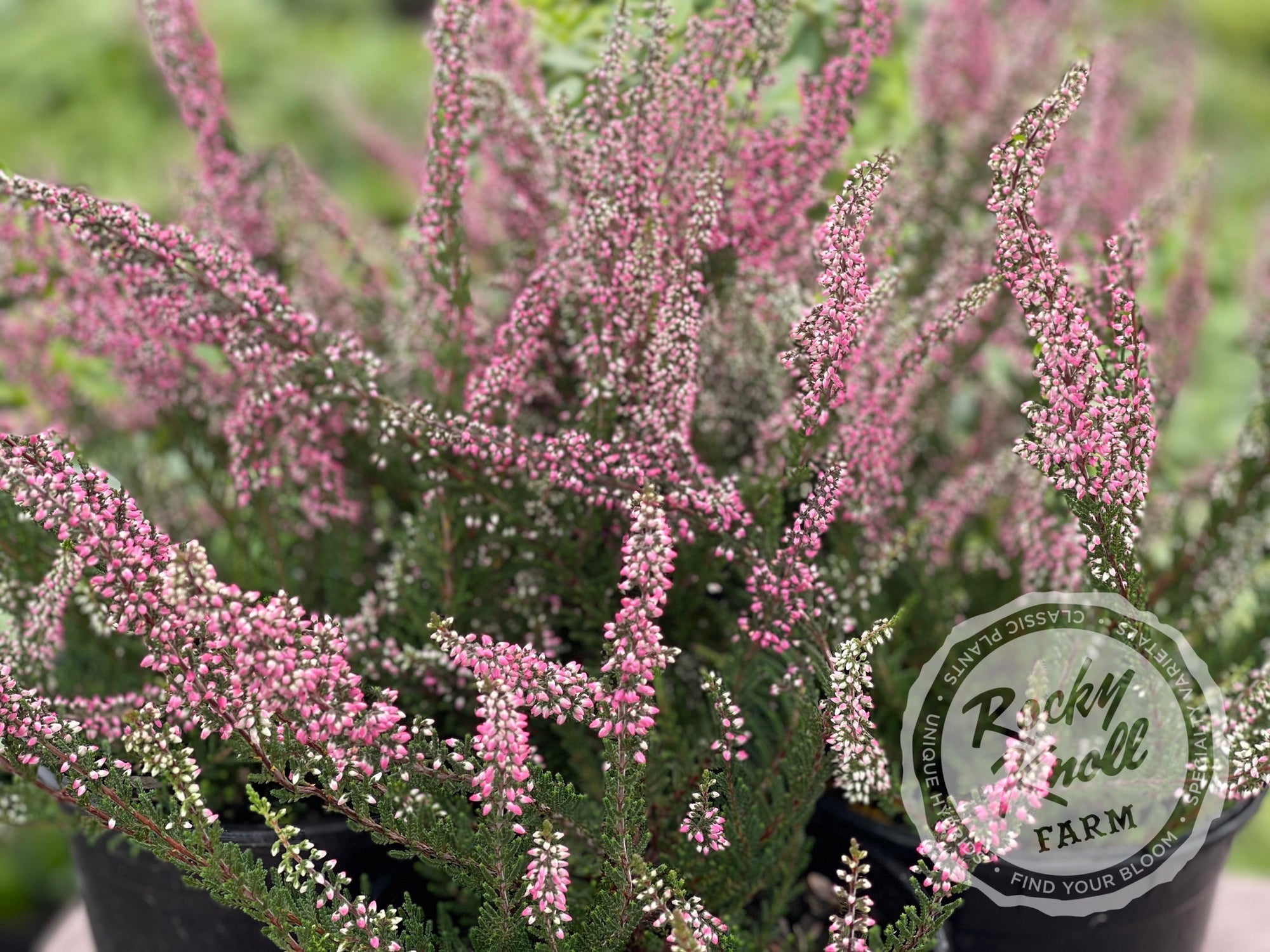 Calluna Amethyst Heather - Rocky Knoll Farm