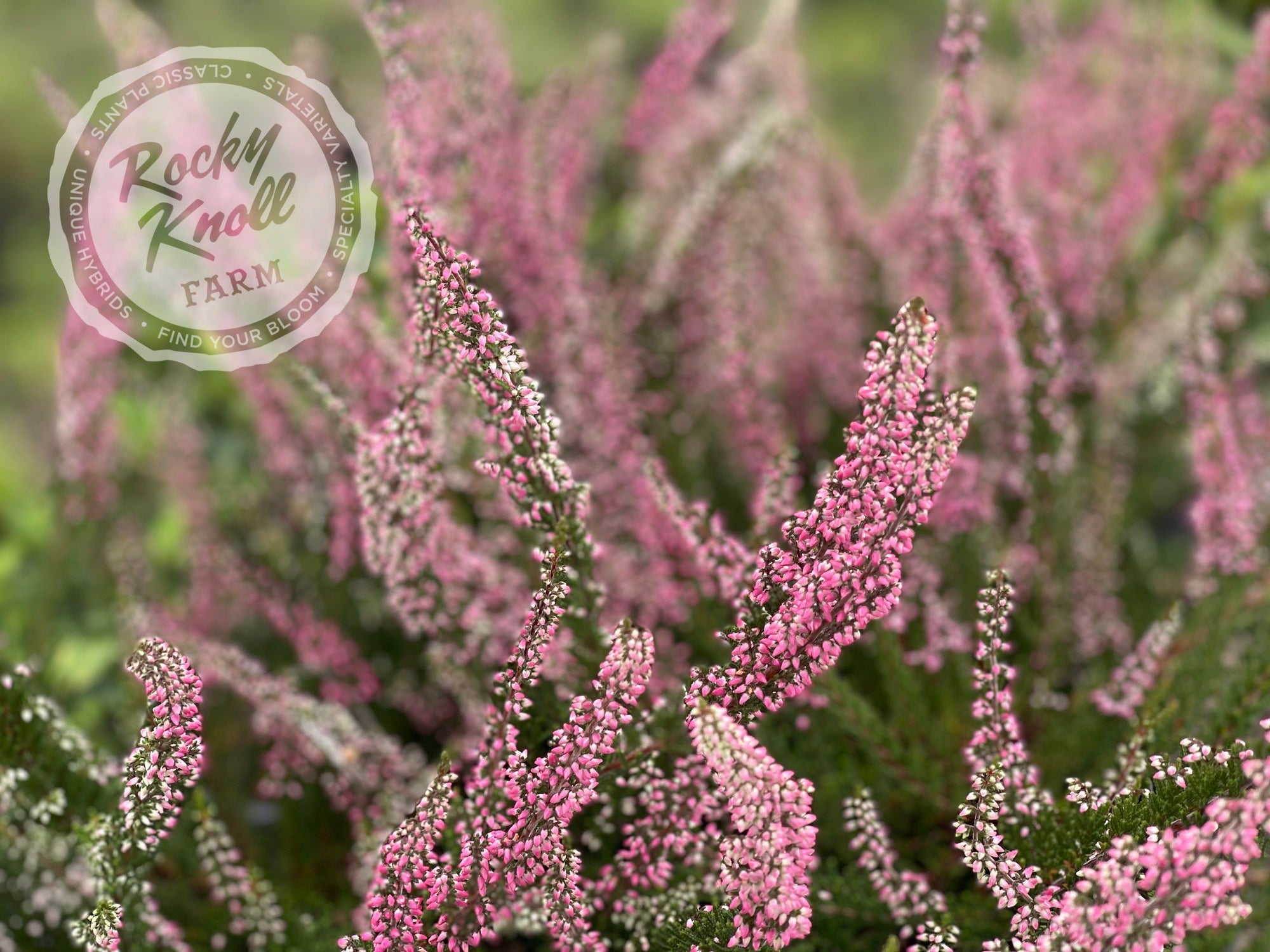 Calluna Amethyst Heather - Rocky Knoll Farm