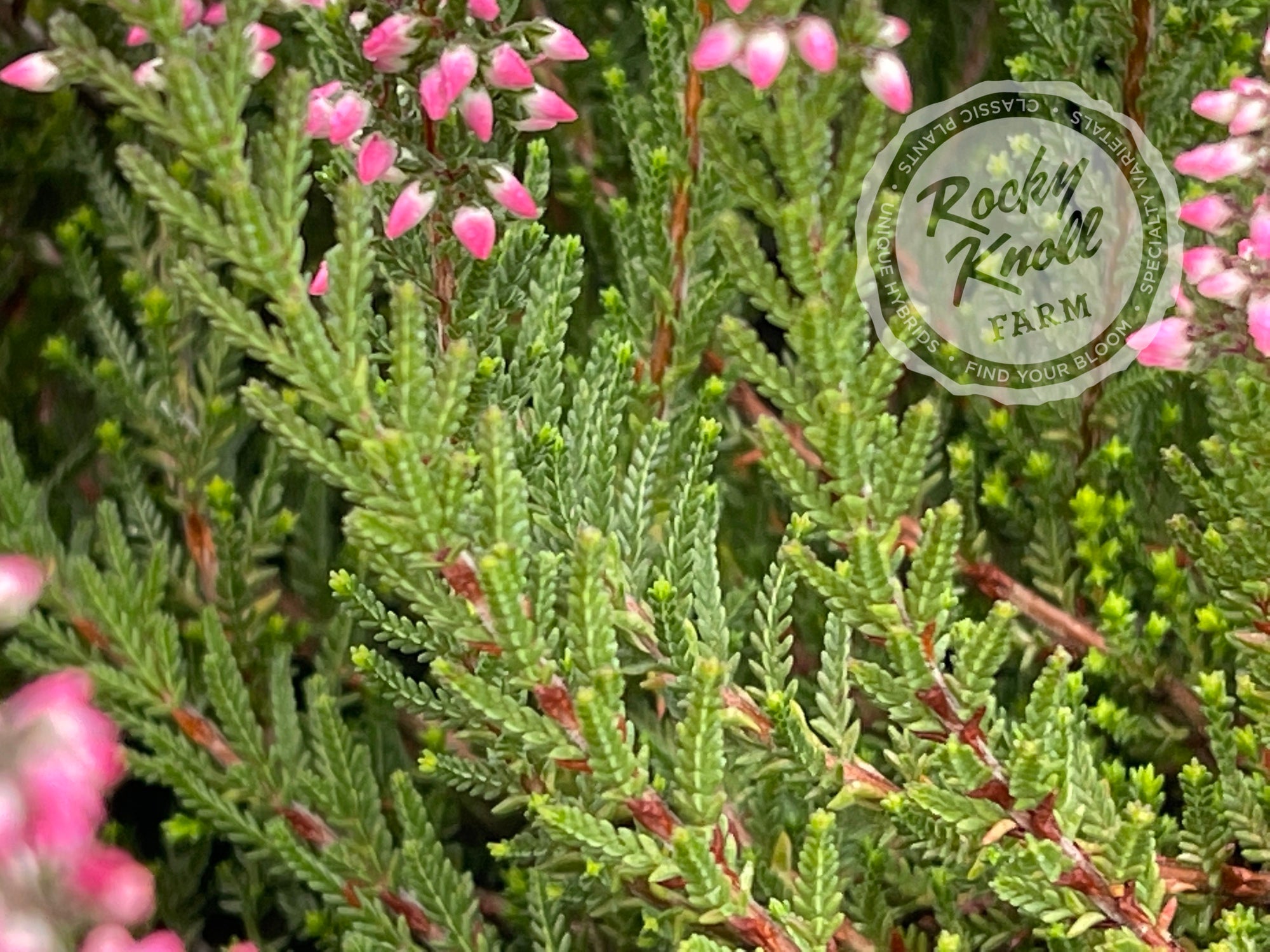 Calluna Amethyst Heather - Rocky Knoll Farm