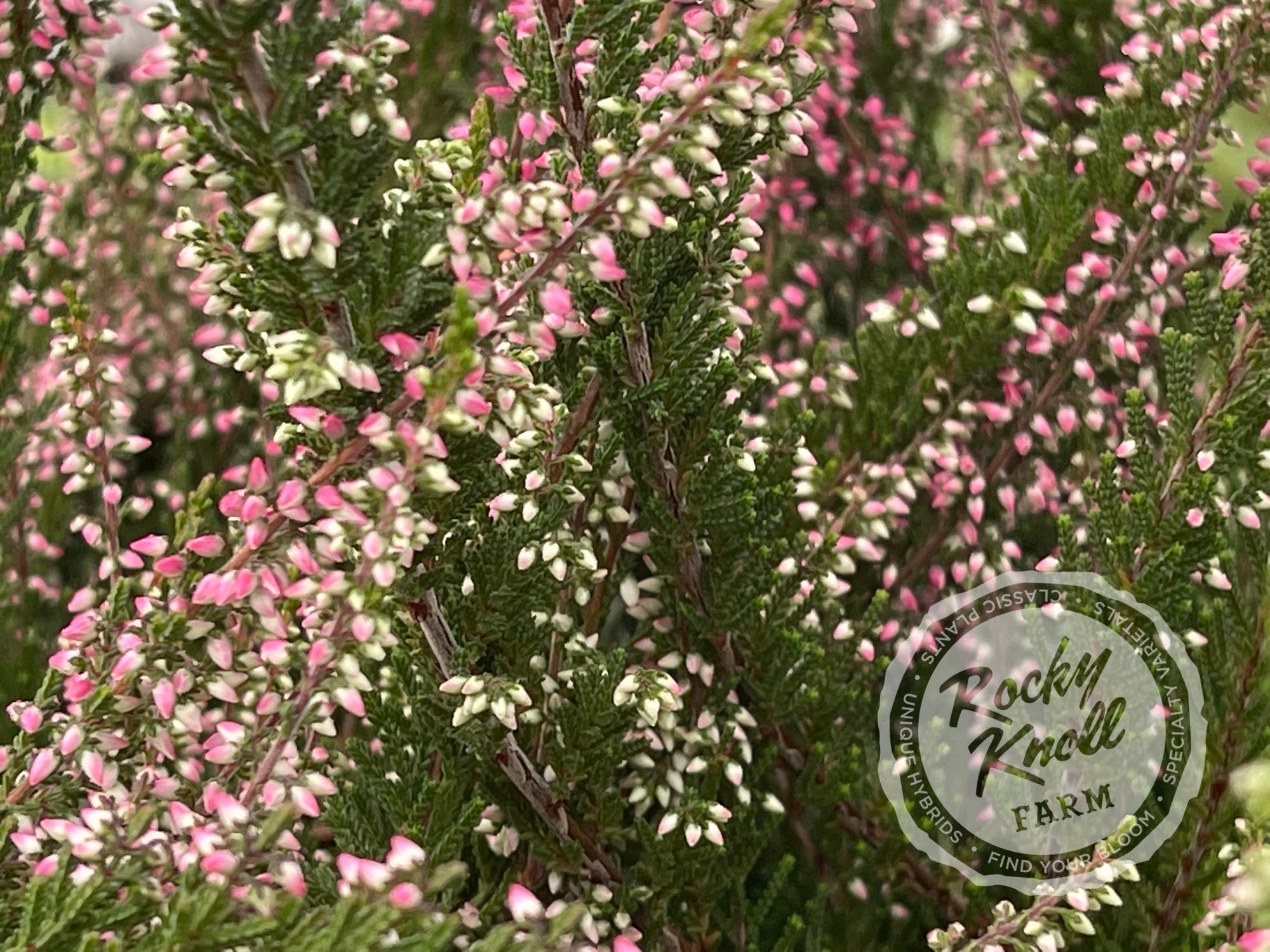Calluna Amethyst Heather - Rocky Knoll Farm