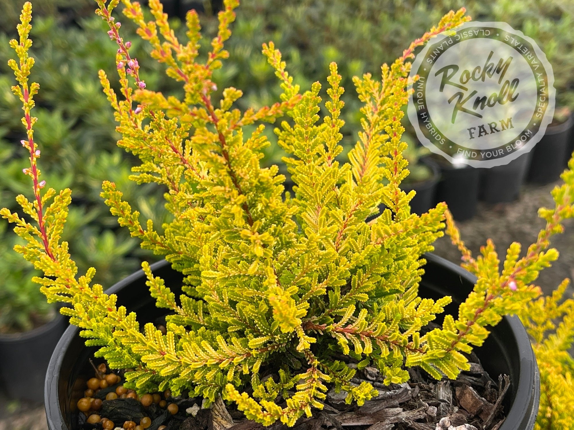 Calluna Dart's Flamboyant Heather - Rocky Knoll Farm