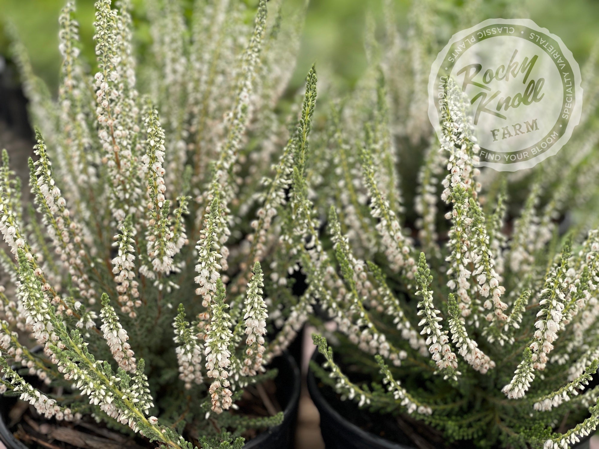 Calluna Silver Knight Heather - Rocky Knoll Farm