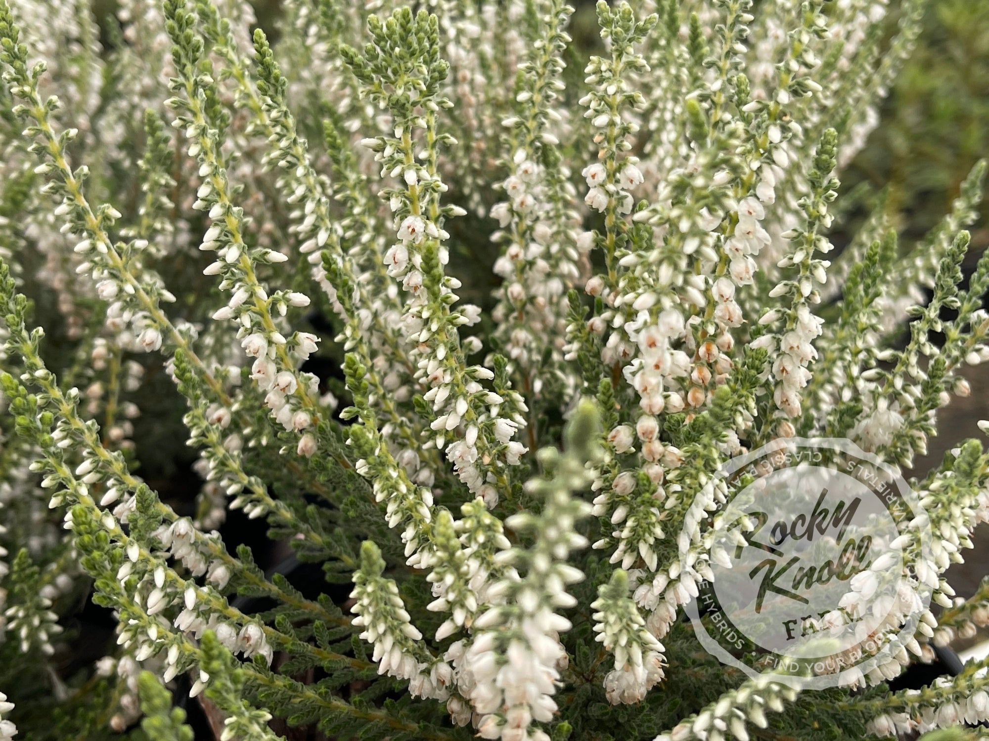 Calluna Silver Knight Heather - Rocky Knoll Farm