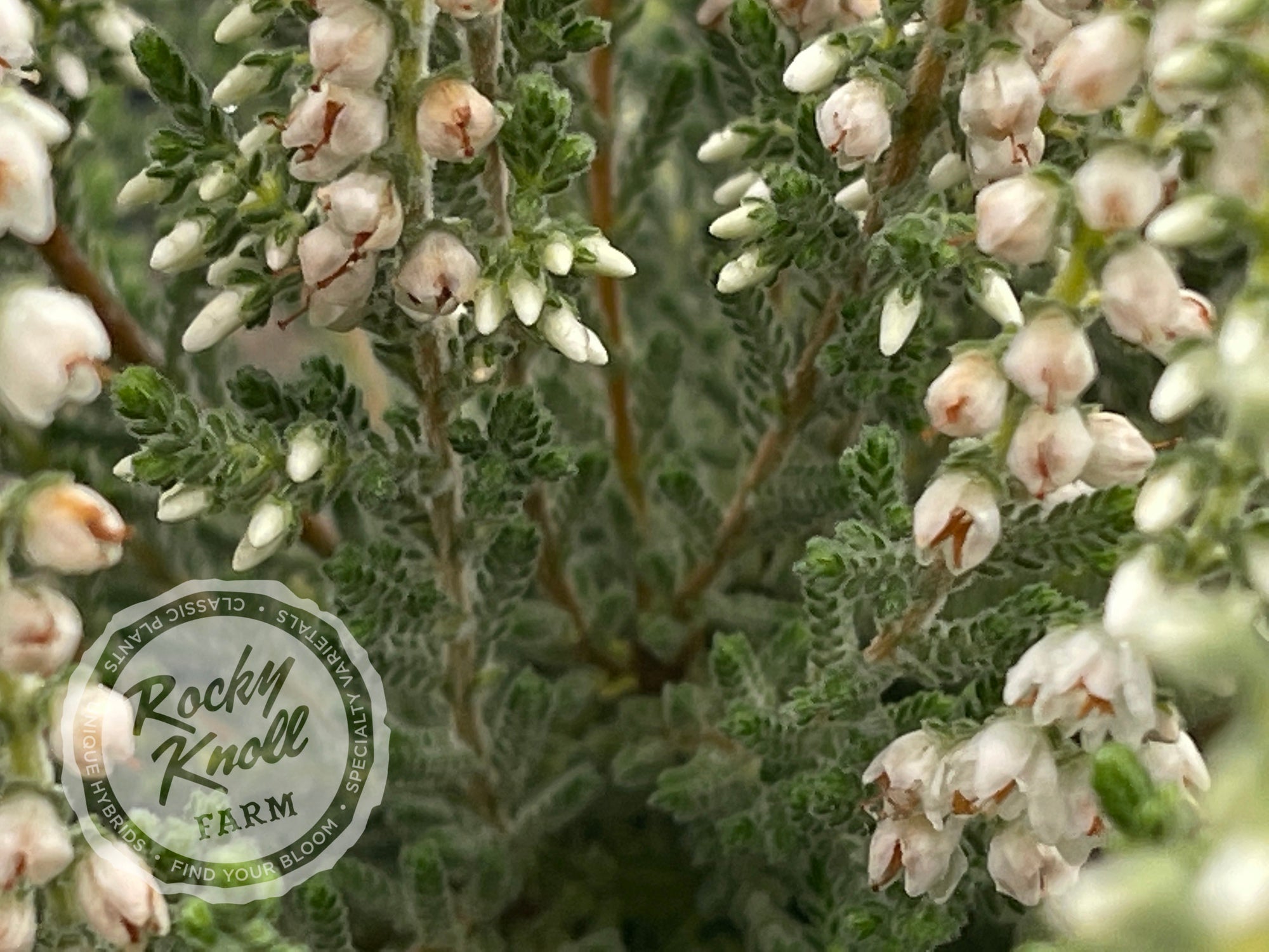 Calluna Silver Knight Heather - Rocky Knoll Farm