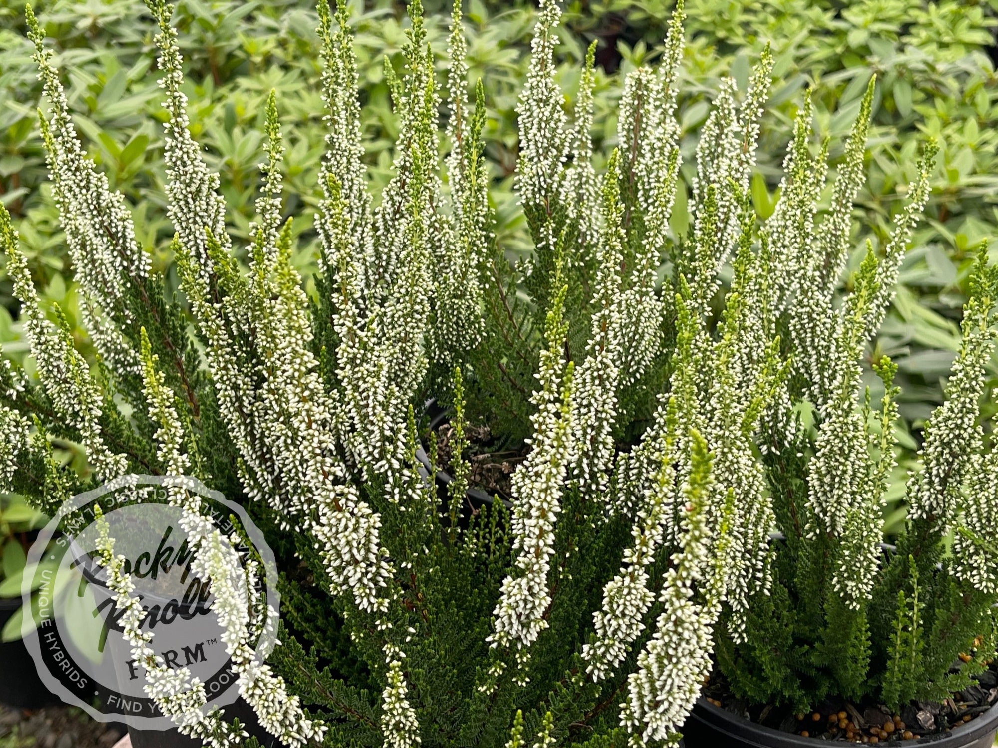 Calluna Vulgaris White