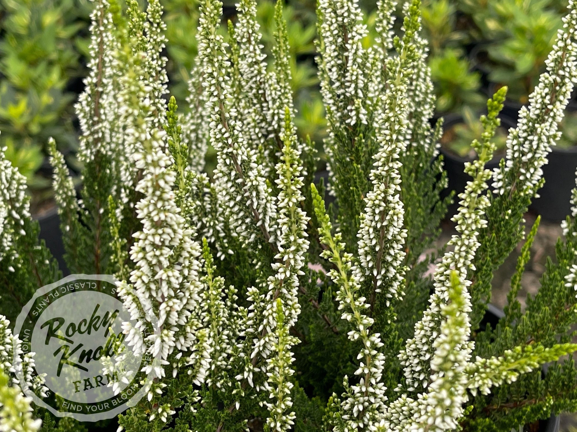 Calluna Verenka Heather - Rocky Knoll Farm