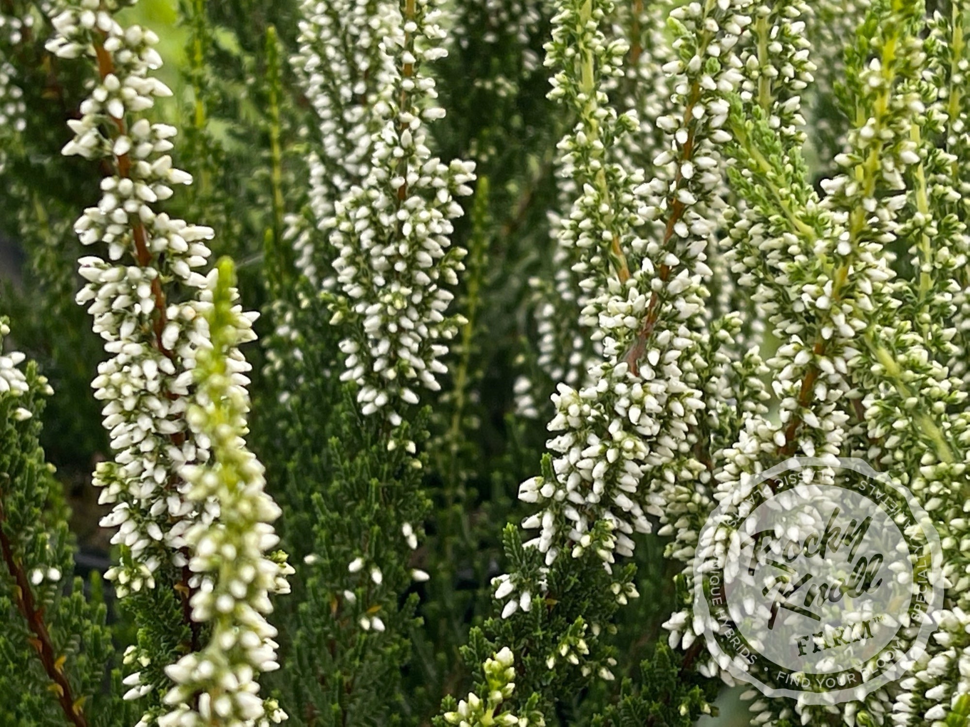 Calluna Verenka Heather - Rocky Knoll Farm