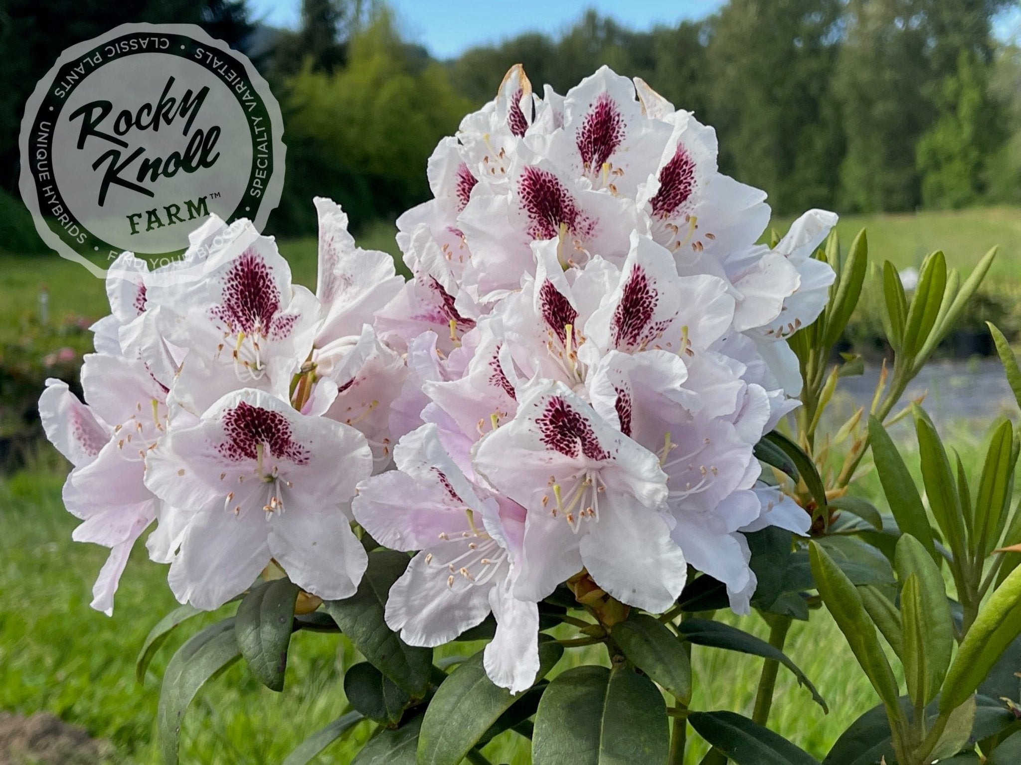 Calsap - Rocky Knoll Farm